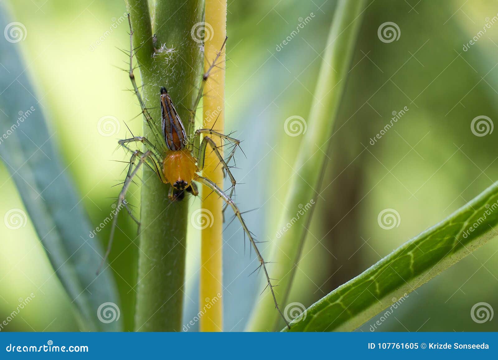 Close-up Spider, Macro Spider Select Focus,Yellow Head Spider, Spider ...