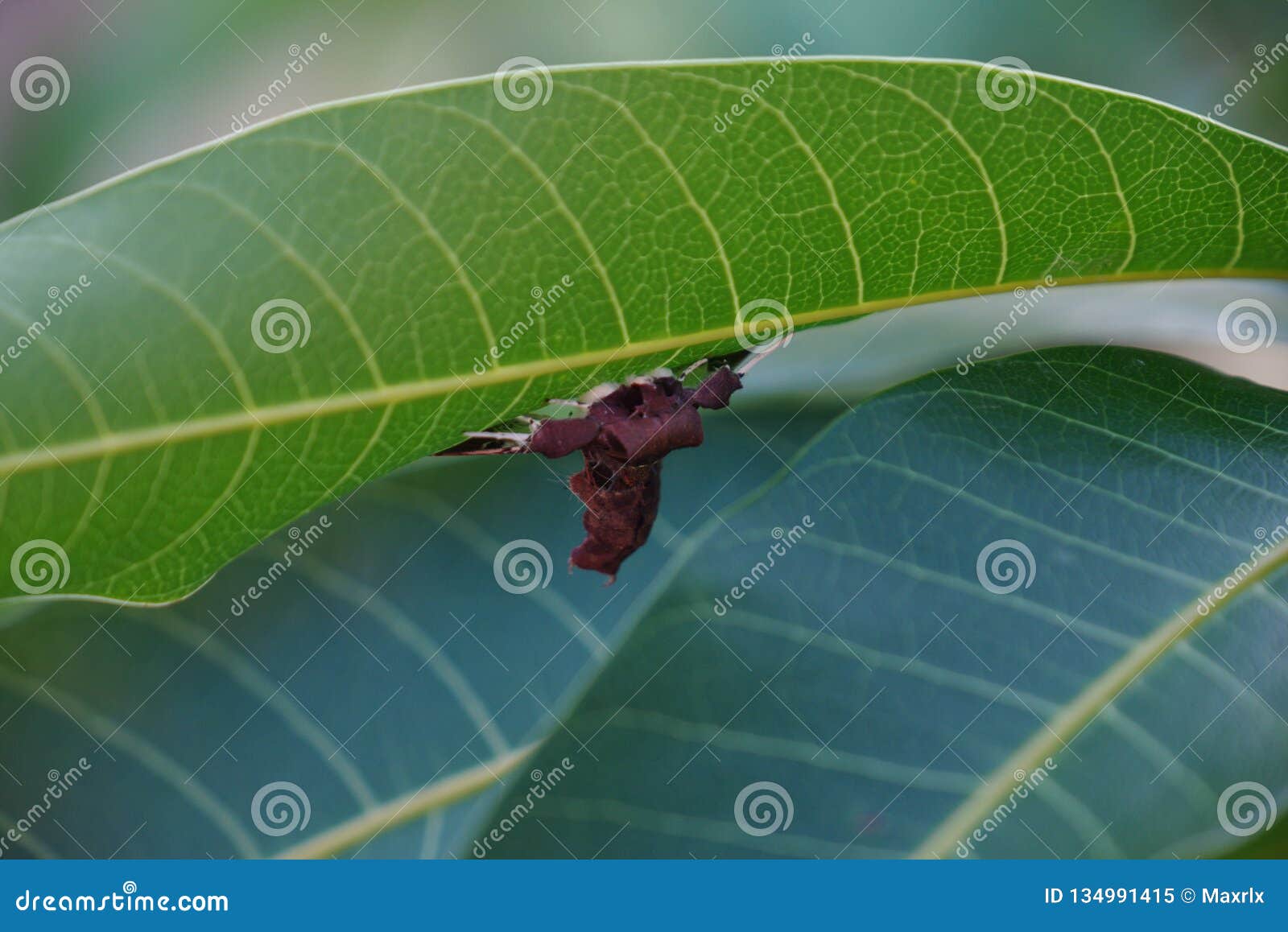 Close Up of Spider Moth on Mango Tree Leaf Stock Image - Image of ...