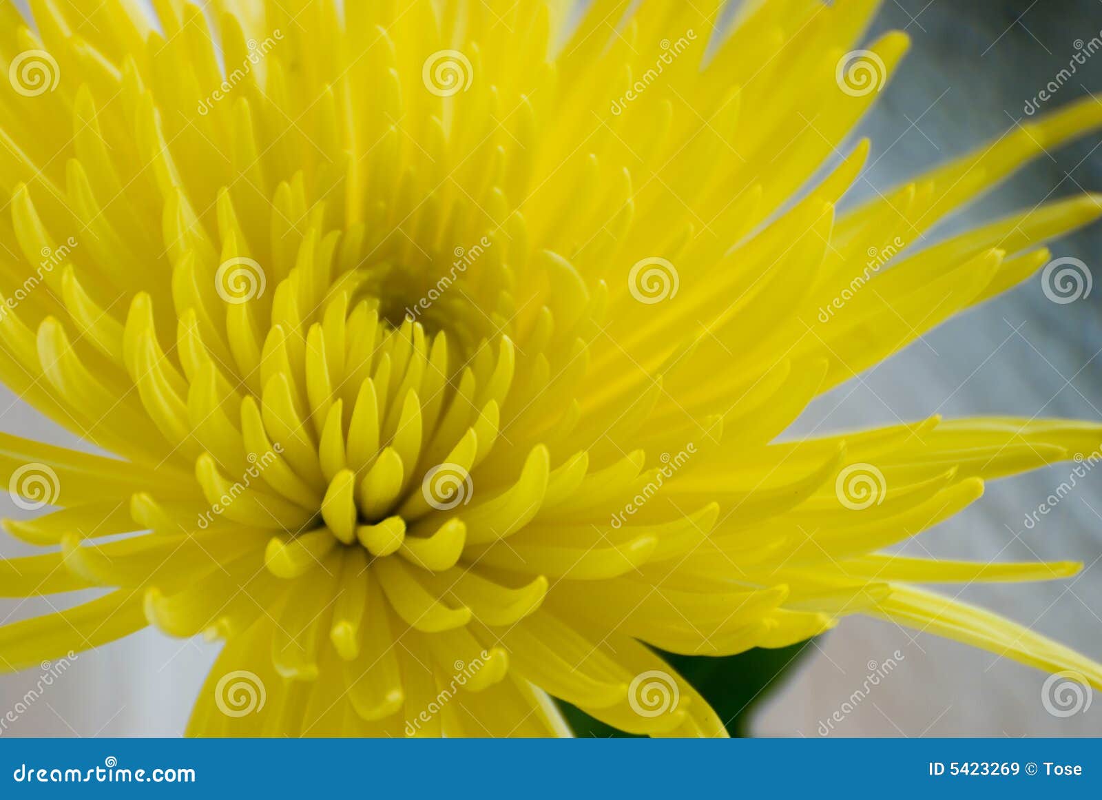 Close-up of a Spider Mum Flower Stock Image - Image of abstract, macro ...