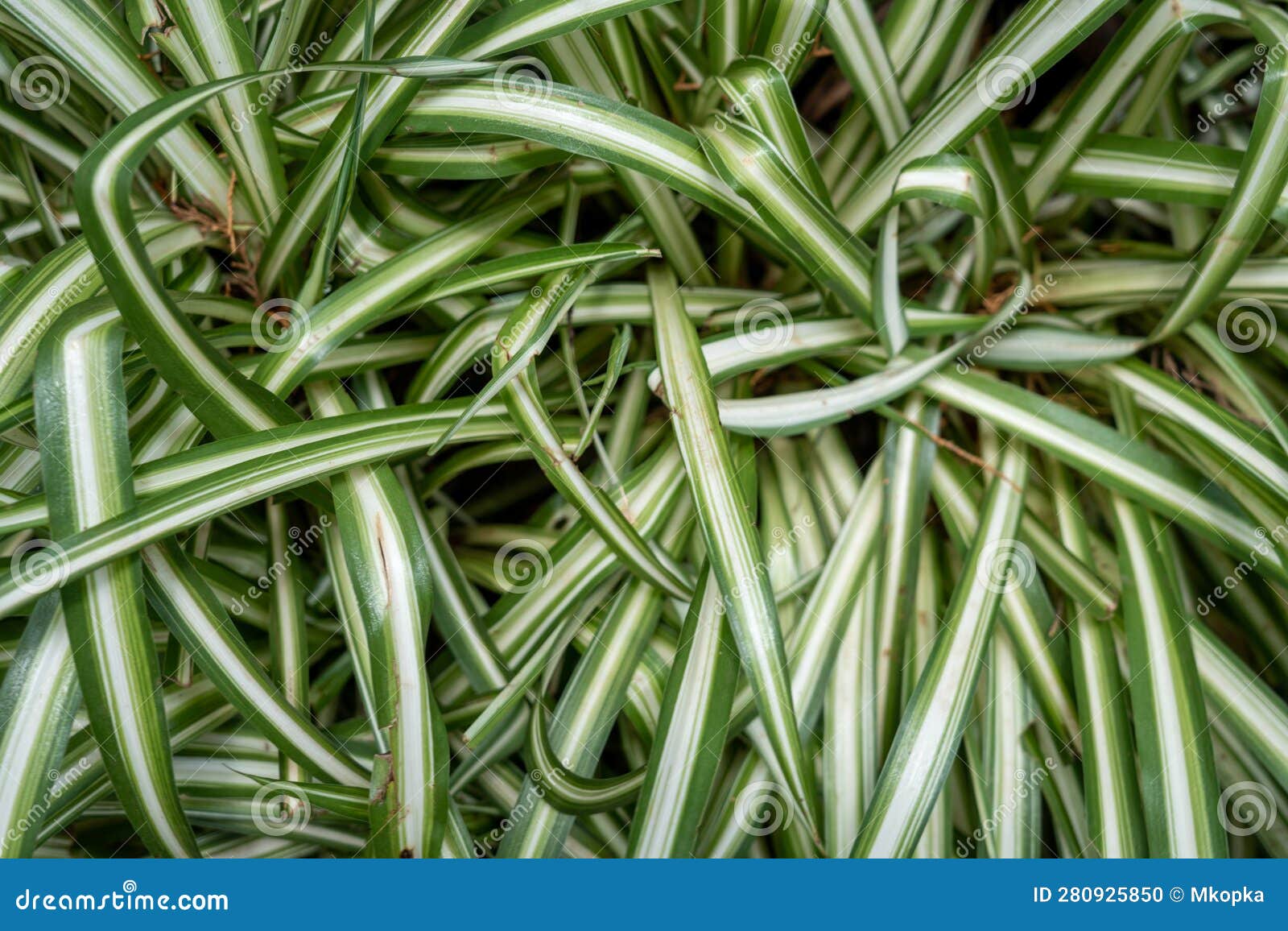 Close Up of a Spider Plant Leaves, Useful for Backgrounds Stock Photo ...
