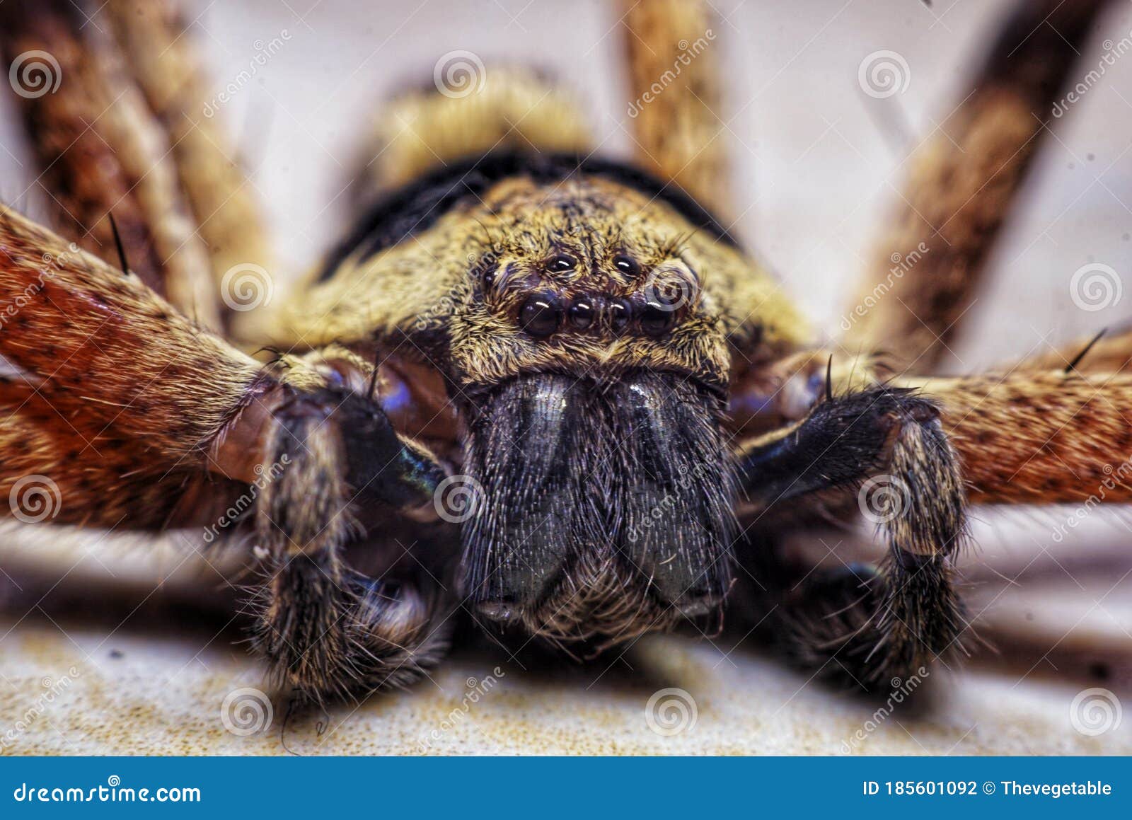 Close Up Spider with Scary Face Stock Photo - Image of garden, macro ...