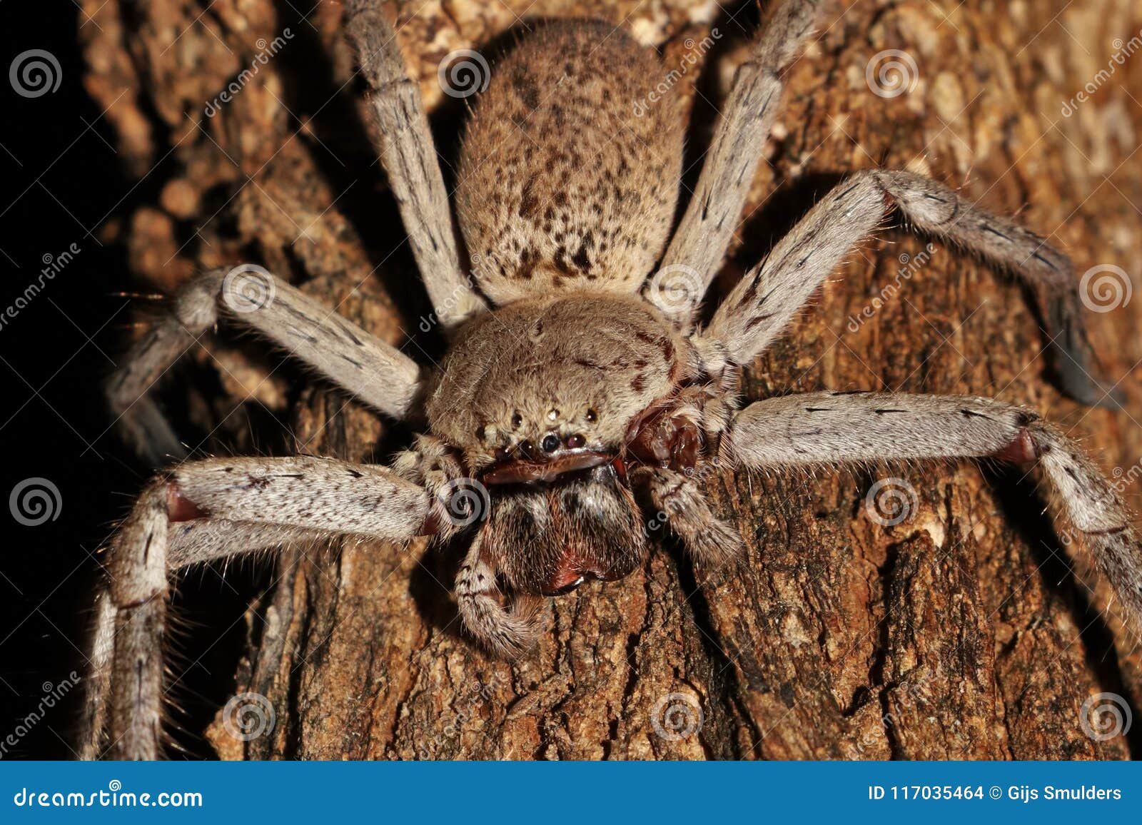 Huntsman stock photo. Image of huntsman, hand, spider - 117035464