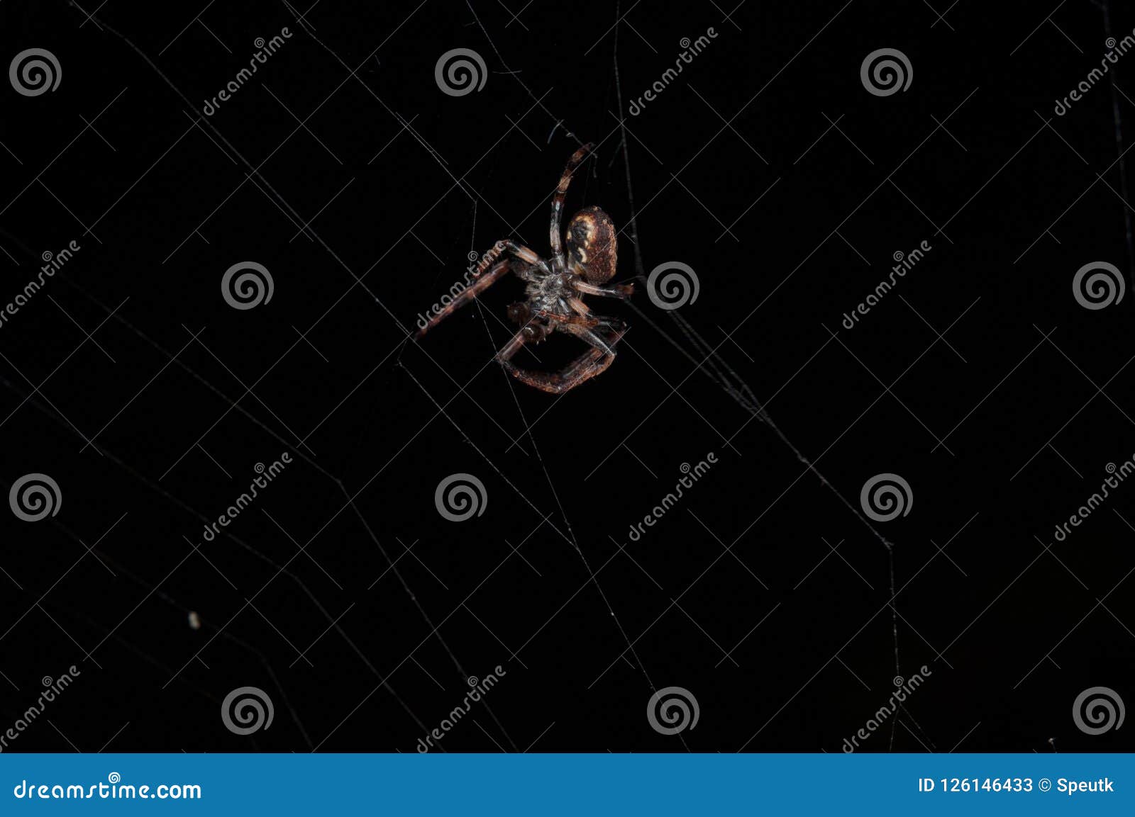 Close-up of Spider Spinning Web from Below Stock Image - Image of lines ...