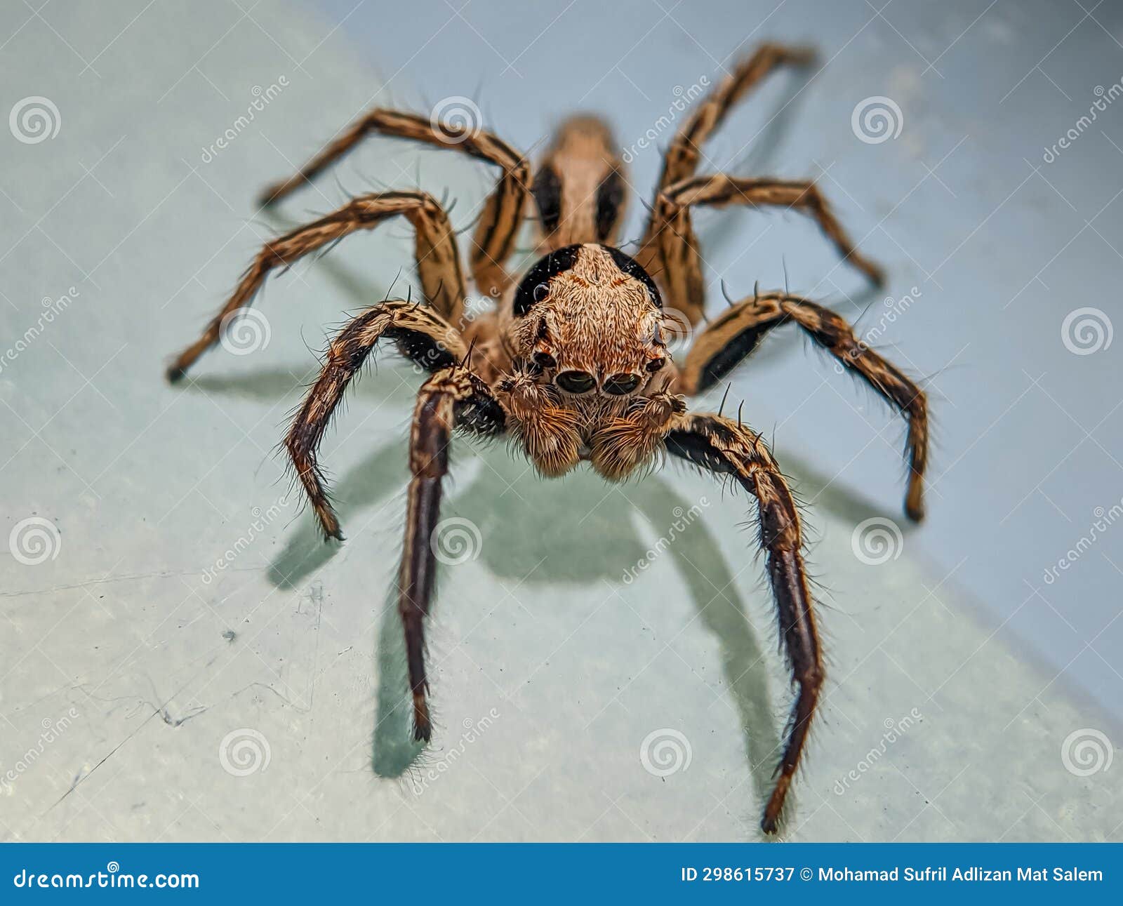 Close Up of the Spider. Top View Stock Image - Image of wildlife, close ...