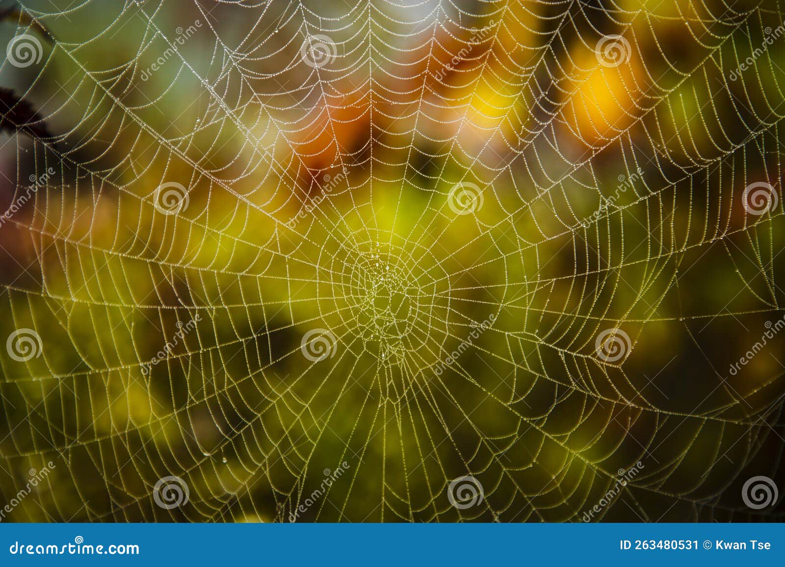 Close-up of Spider Weaving Web in Forest. Stock Image - Image of ...