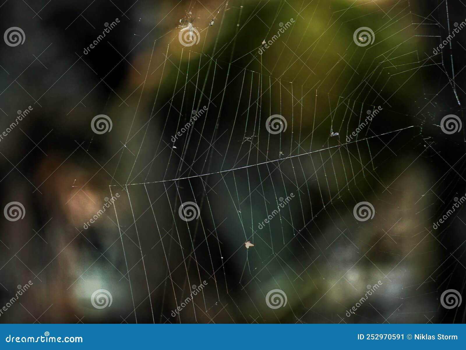 Close-up of spider web stock image. Image of green, spider - 252970591