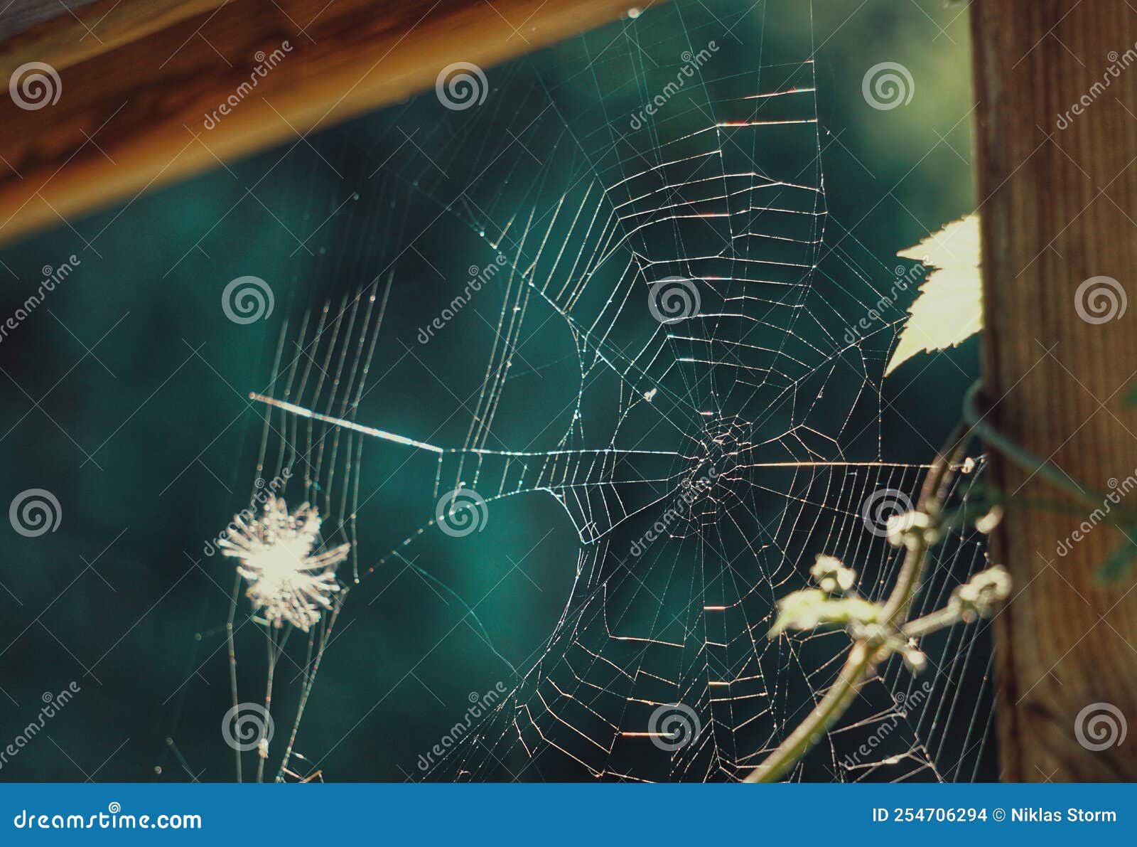 Close-up of spider on web stock photo. Image of animal - 254706294