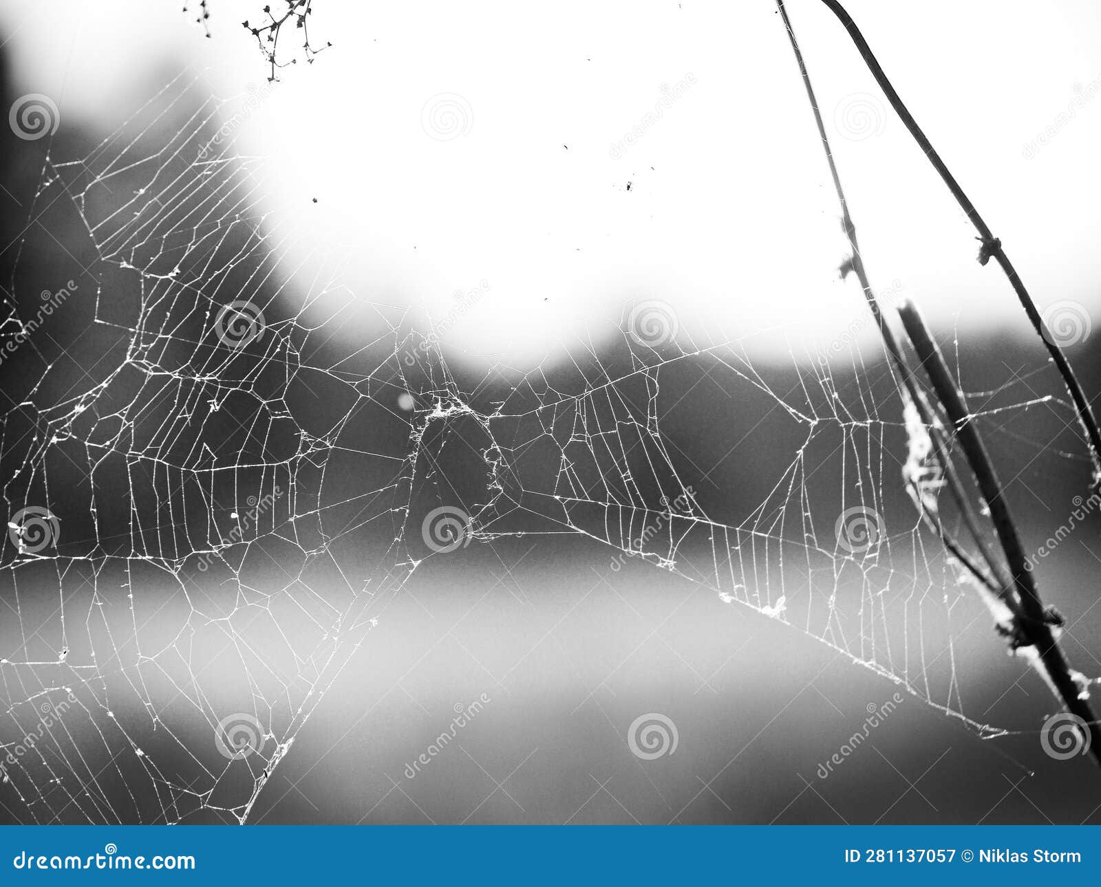 Close Up of Spider on Web in Black and White Stock Image - Image of ...