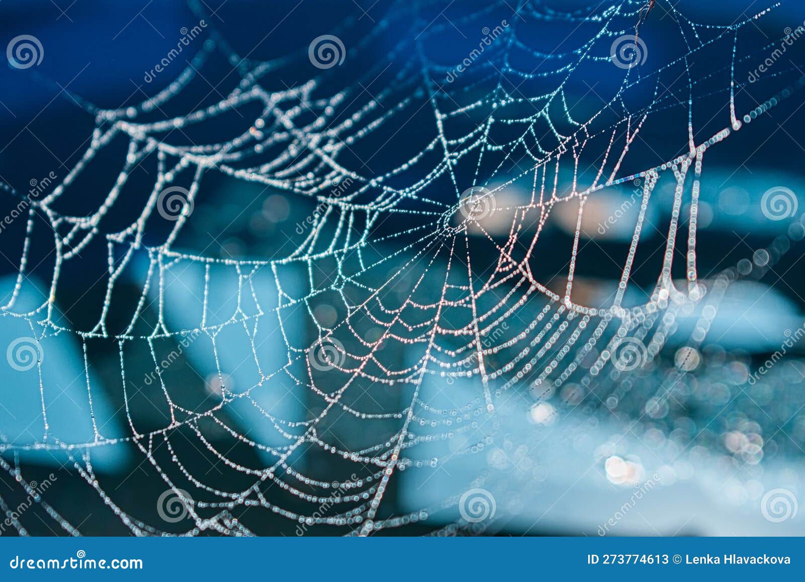 Close-up Spider Web with Blue Background Stock Image - Image of thread ...