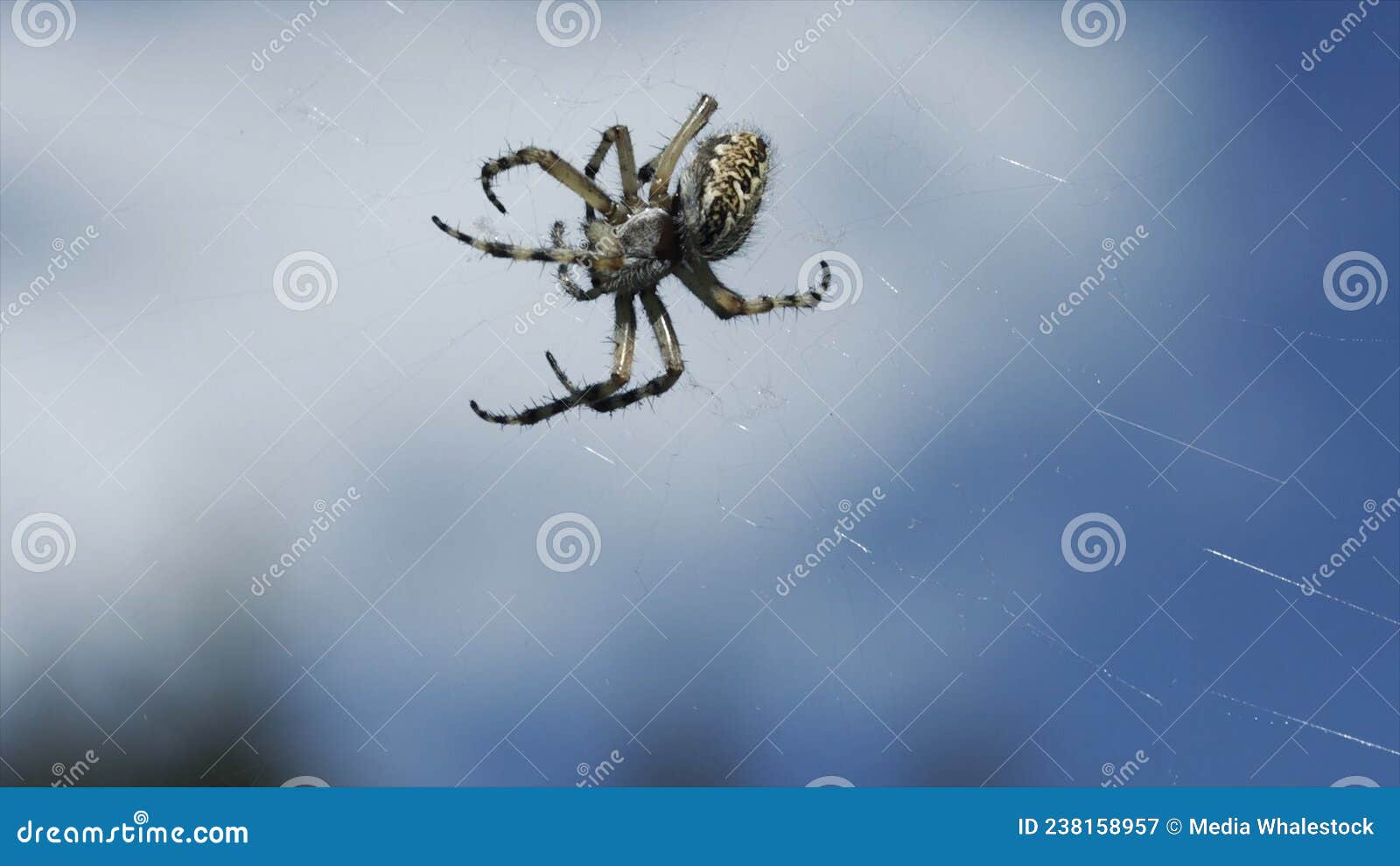 Spider In Process Of Making Web For Their Living. Royalty-Free Stock ...