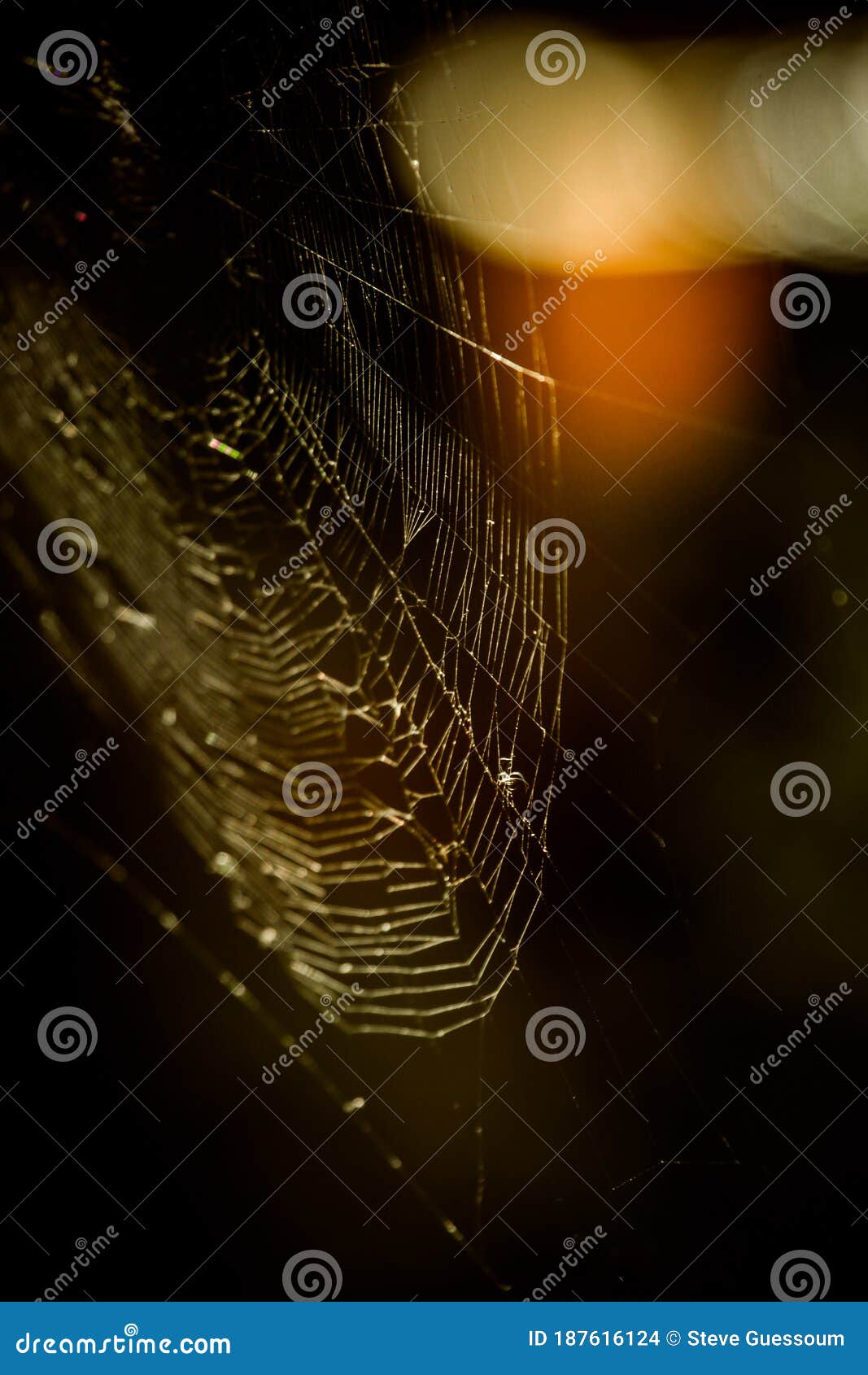 Close-up of a spider web stock photo. Image of leaf - 187616124