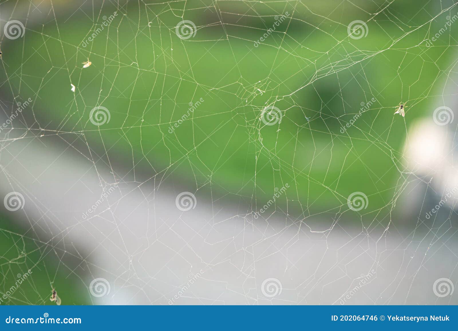 Close-up of the Spider Web or Cob Web with Midges and Flies on Warm ...