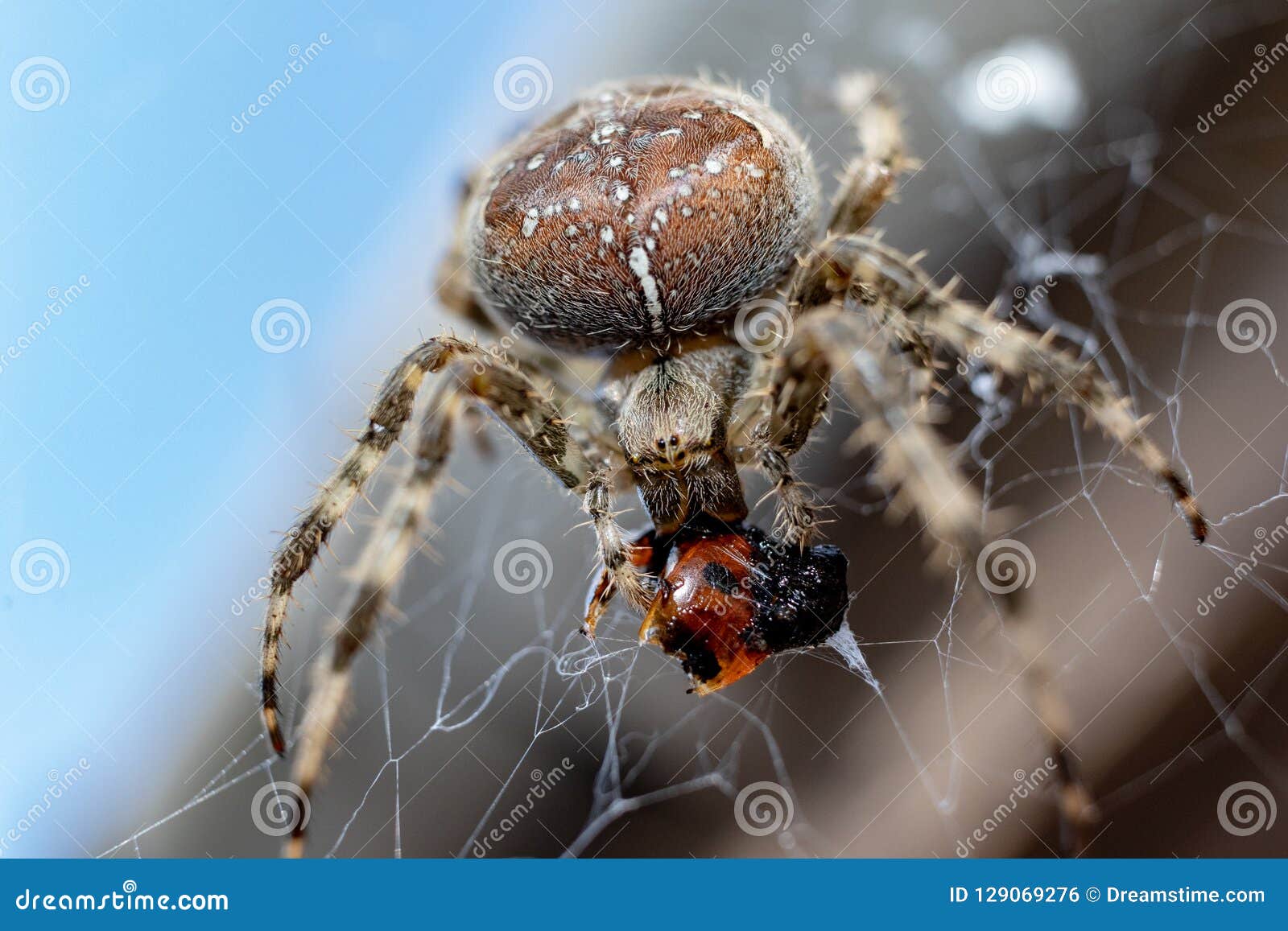 Spider Feasts on Ladybird (European Garden Spider) Stock Photo - Image ...