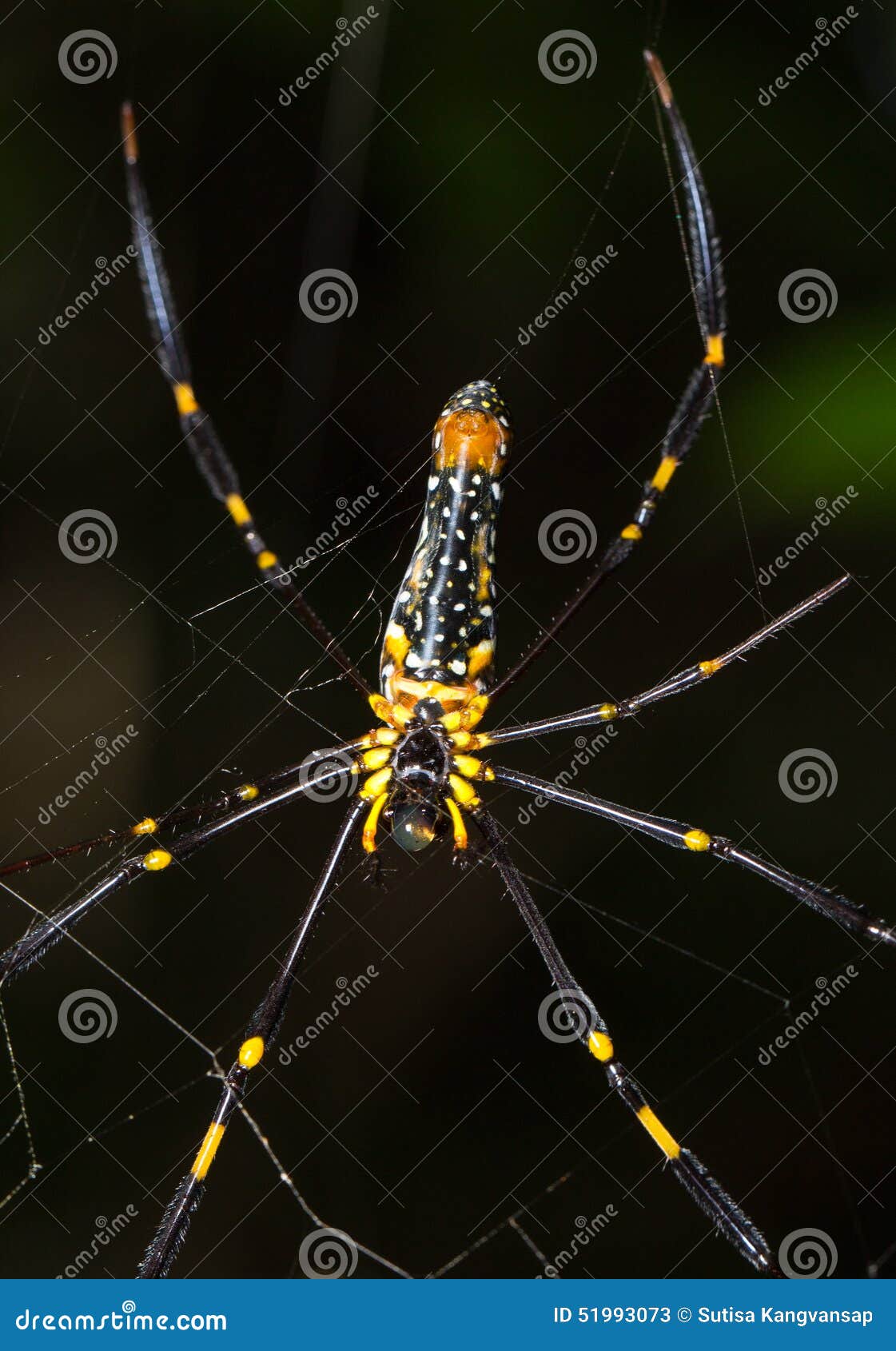 Close Up Spider on the Web (Nephila Maculata) Stock Image - Image of ...