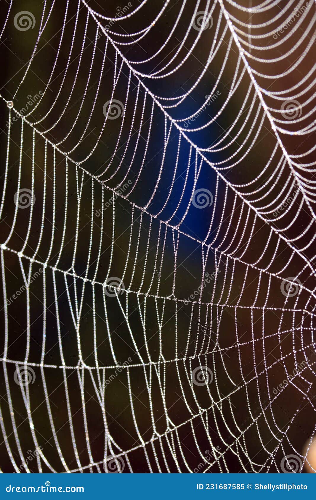 Close Up of a Spiders Cobweb on a Misty Dew Morning Stock Image - Image ...