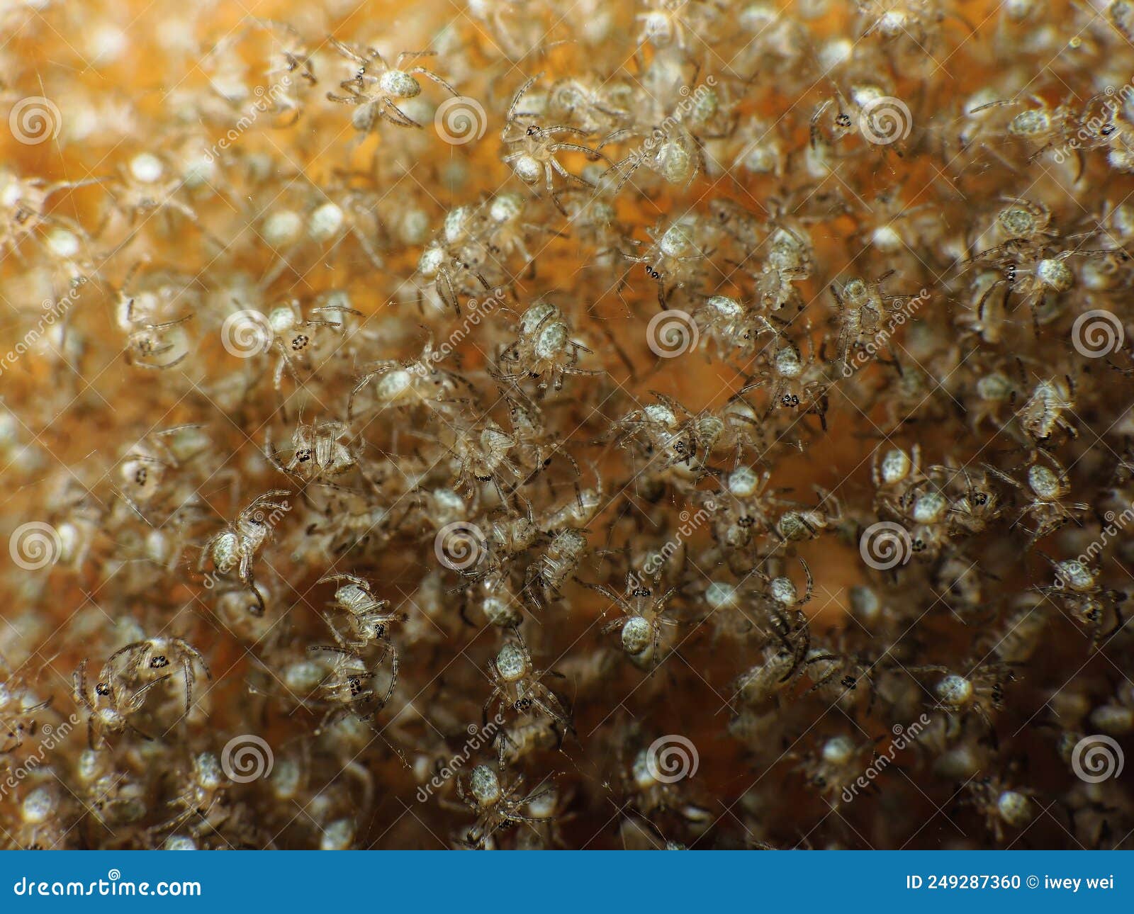 Close-up of Spiders Colony on the Web Stock Photo - Image of produce ...