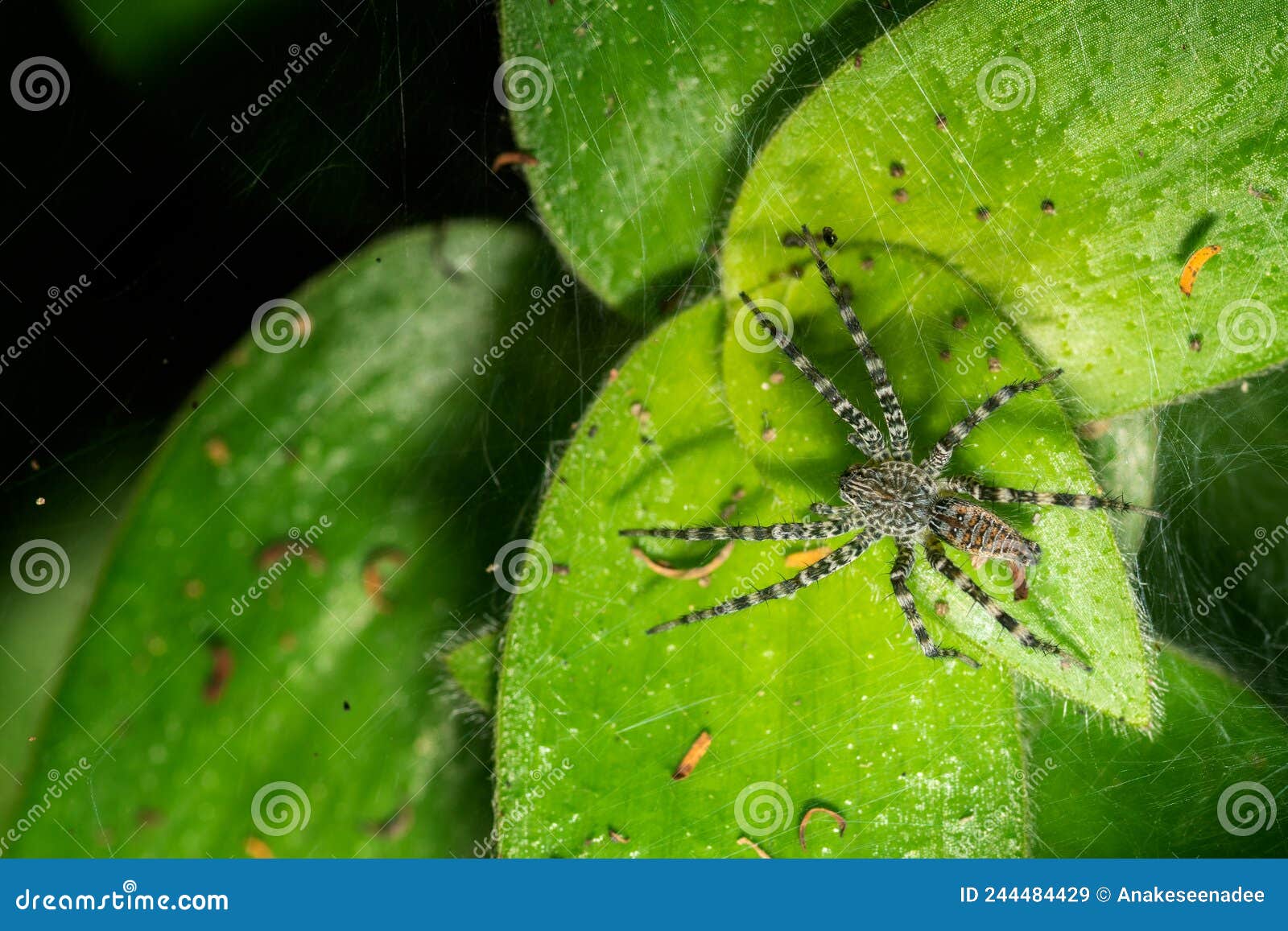 Spiders jump on trees stock image. Image of green, cute - 244484429