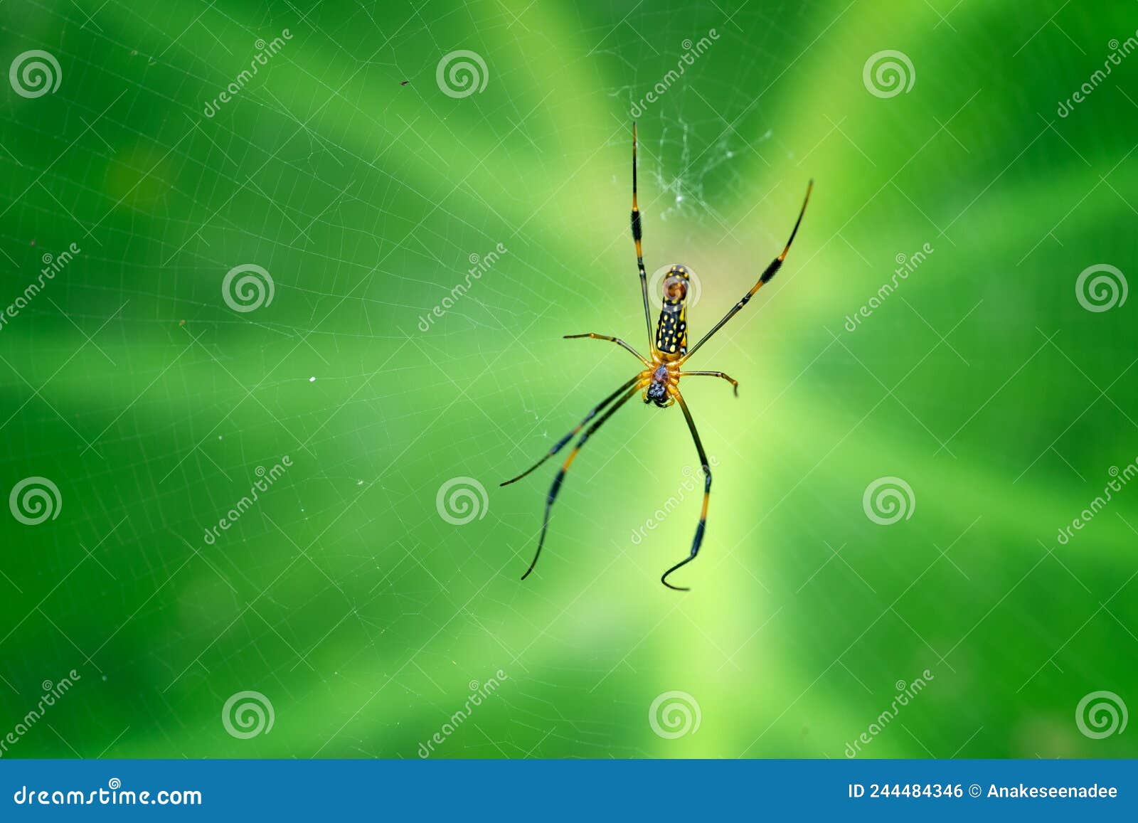 Spiders jump on trees stock photo. Image of biology - 244484346