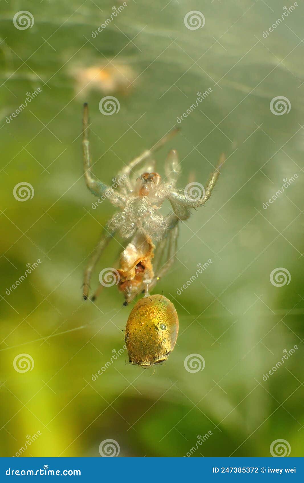 Close-up of Spiders Skin on the Web Stock Photo - Image of spider ...