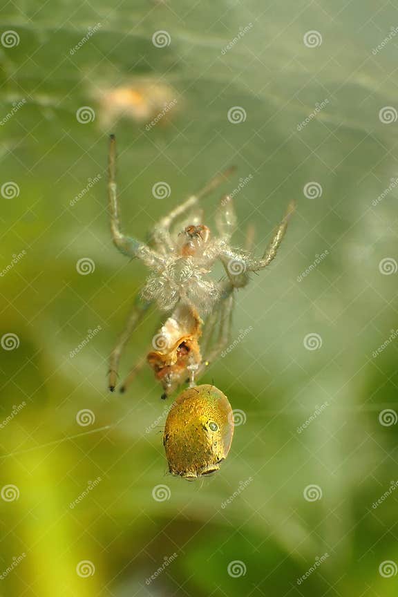 Close-up of Spiders Skin on the Web Stock Photo - Image of spider ...