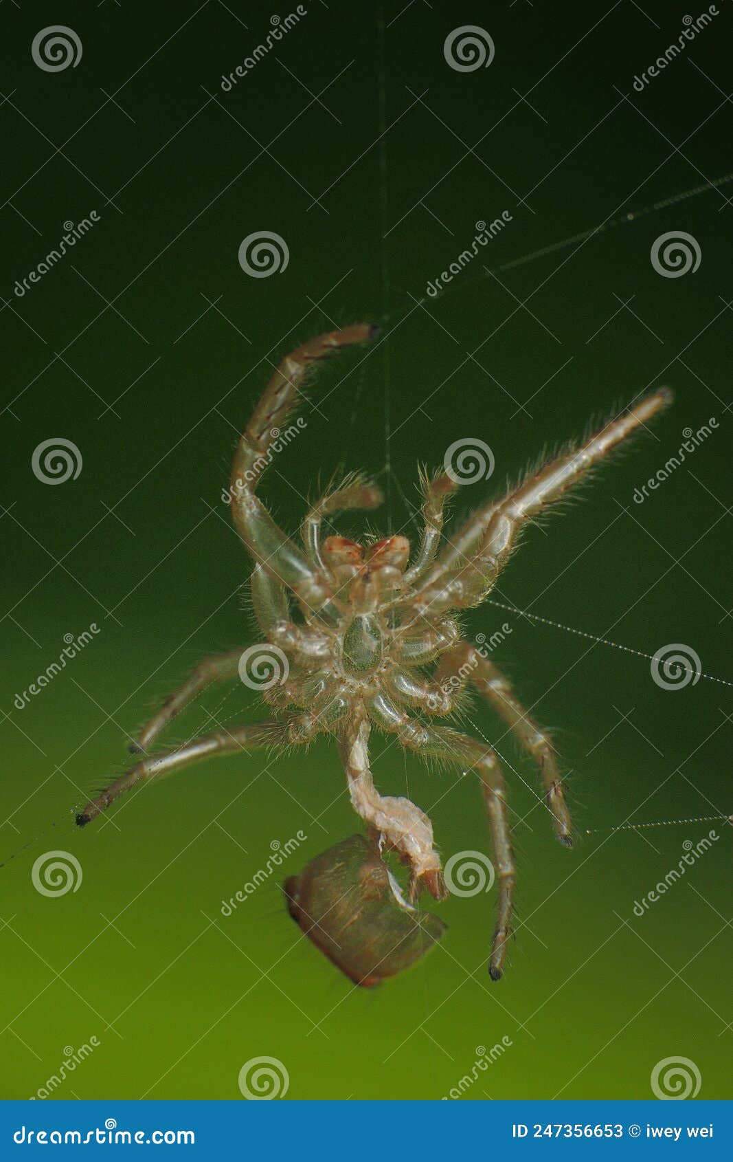Close-up of Spiders Skin on the Web Stock Image - Image of insect ...
