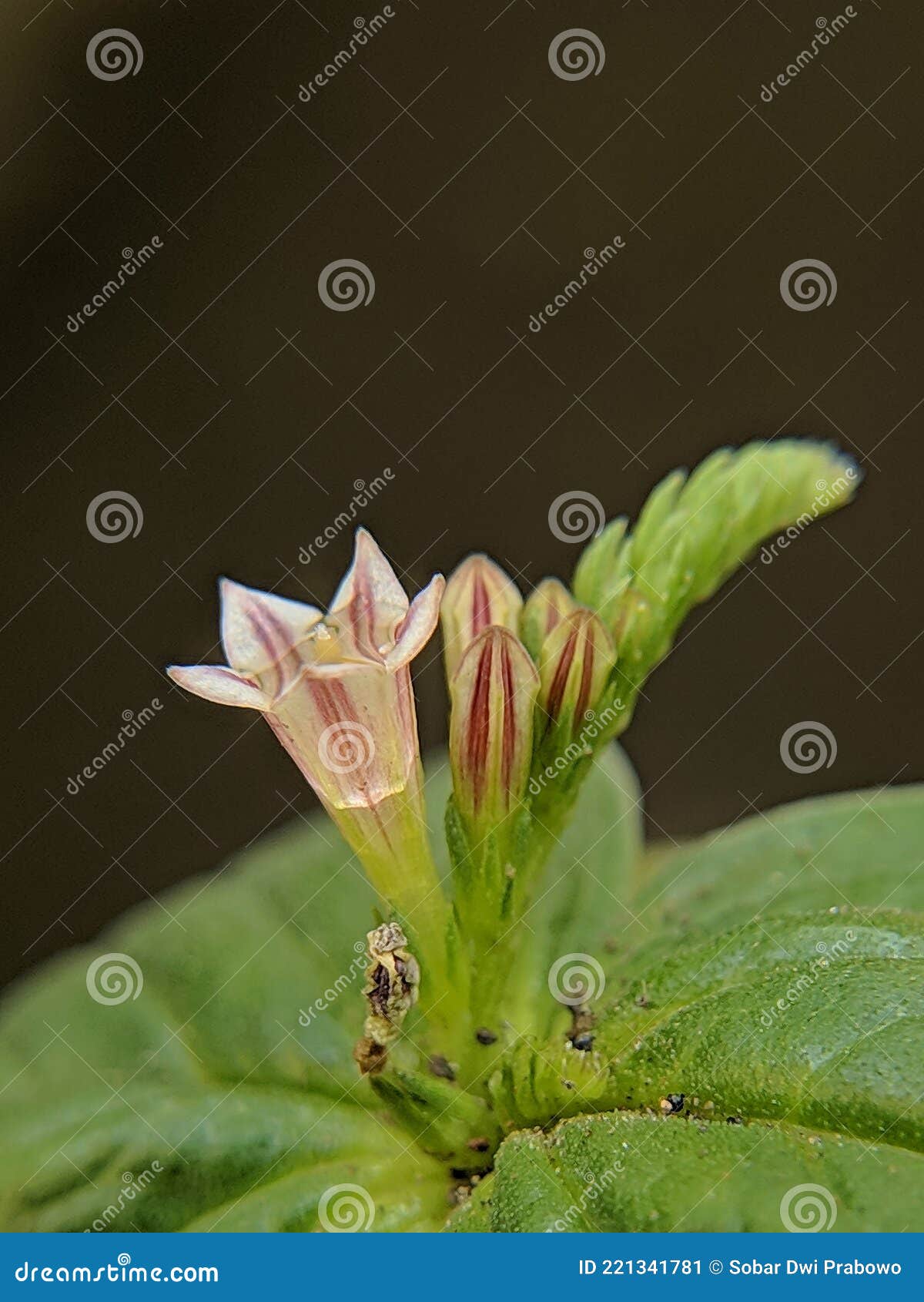 Close Up of a Spigelia Flower of Java Island Stock Image - Image of ...