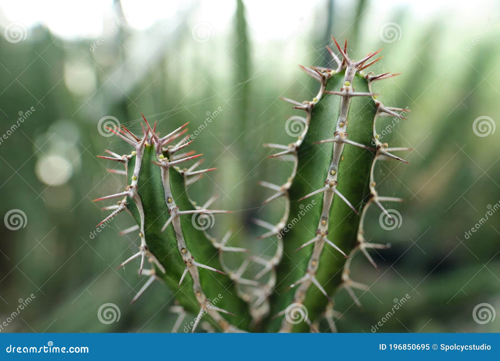 Close-up of spiky cactus stock image. Image of background - 196850695