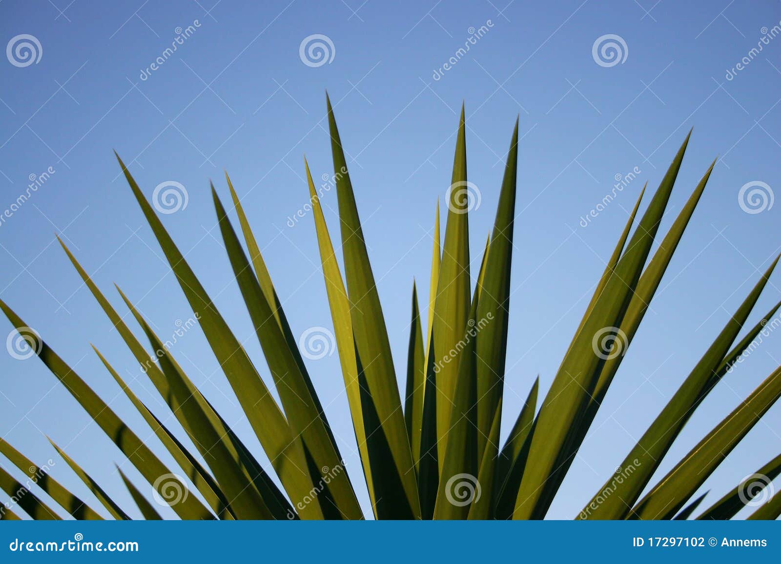 Close Up Spiky Yucca Leaves Stock Photo - Image of space, leaves: 17297102