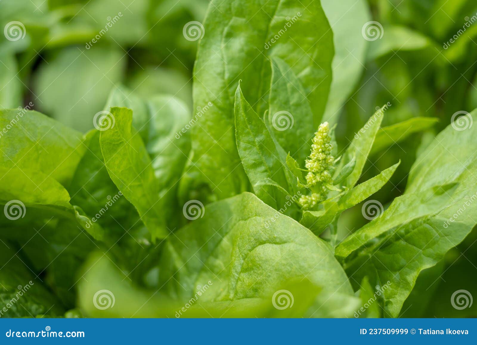 Close-up Spinach Leaves on the Ground in a Vegetable Garden Stock Image ...