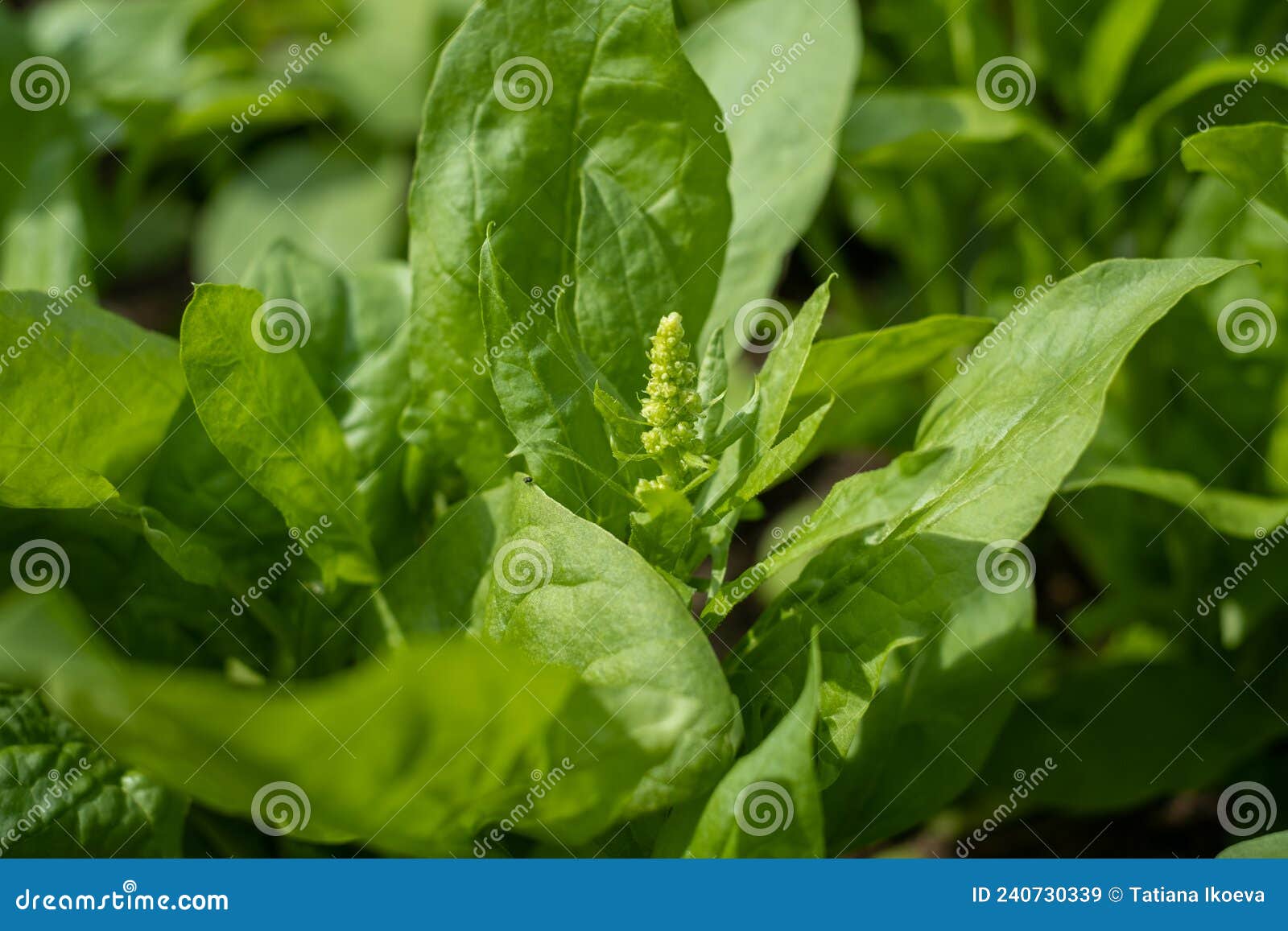 Close-up Spinach Leaves on the Ground in a Vegetable Garden Stock Image ...