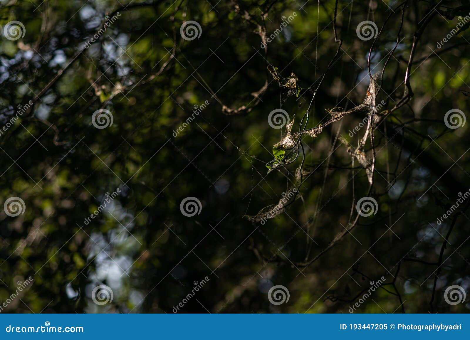 Close-up of Spindle Ermine Moth Silk Threads and Webs on Infested Tree ...