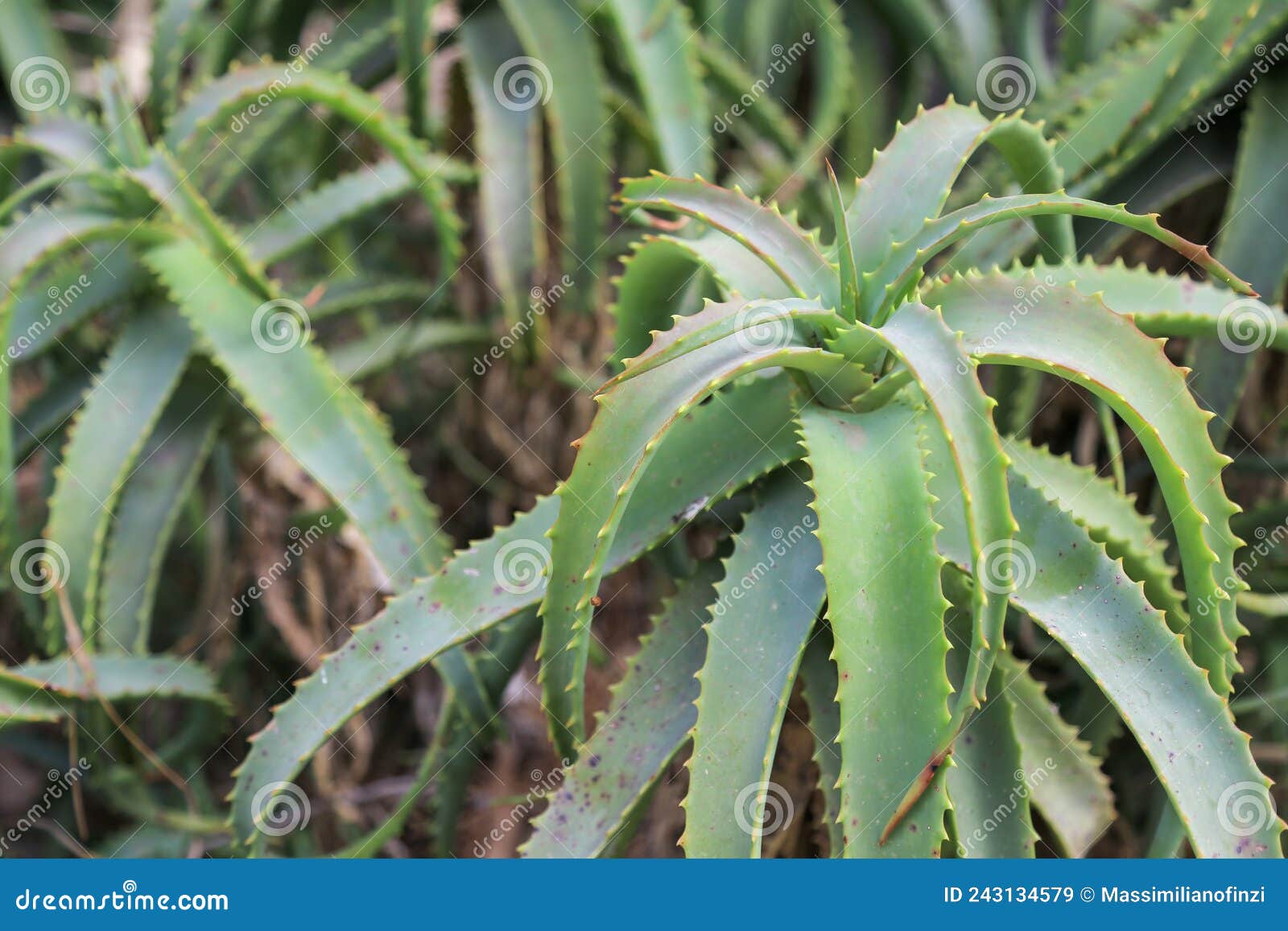 Close-up of the Spiny Cactus Stock Image - Image of grain, cactus ...