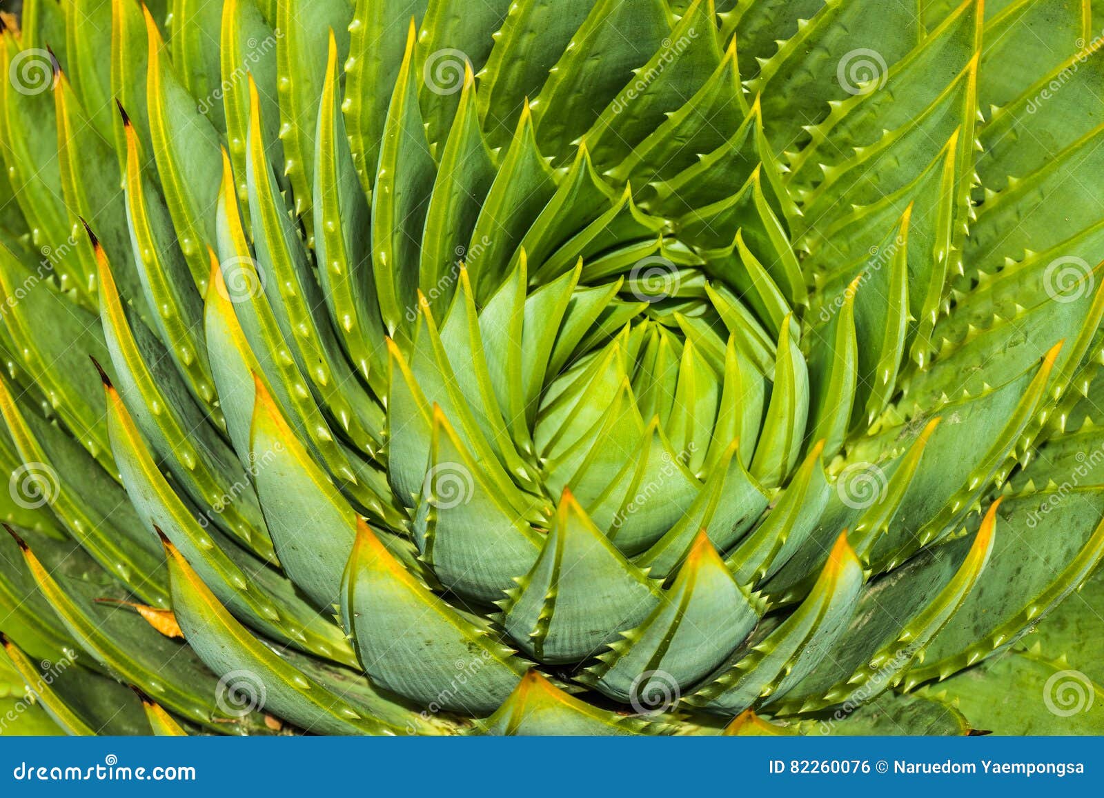 Close-up of Spiral Aloe Cacti Stock Photo - Image of cactus, plant ...