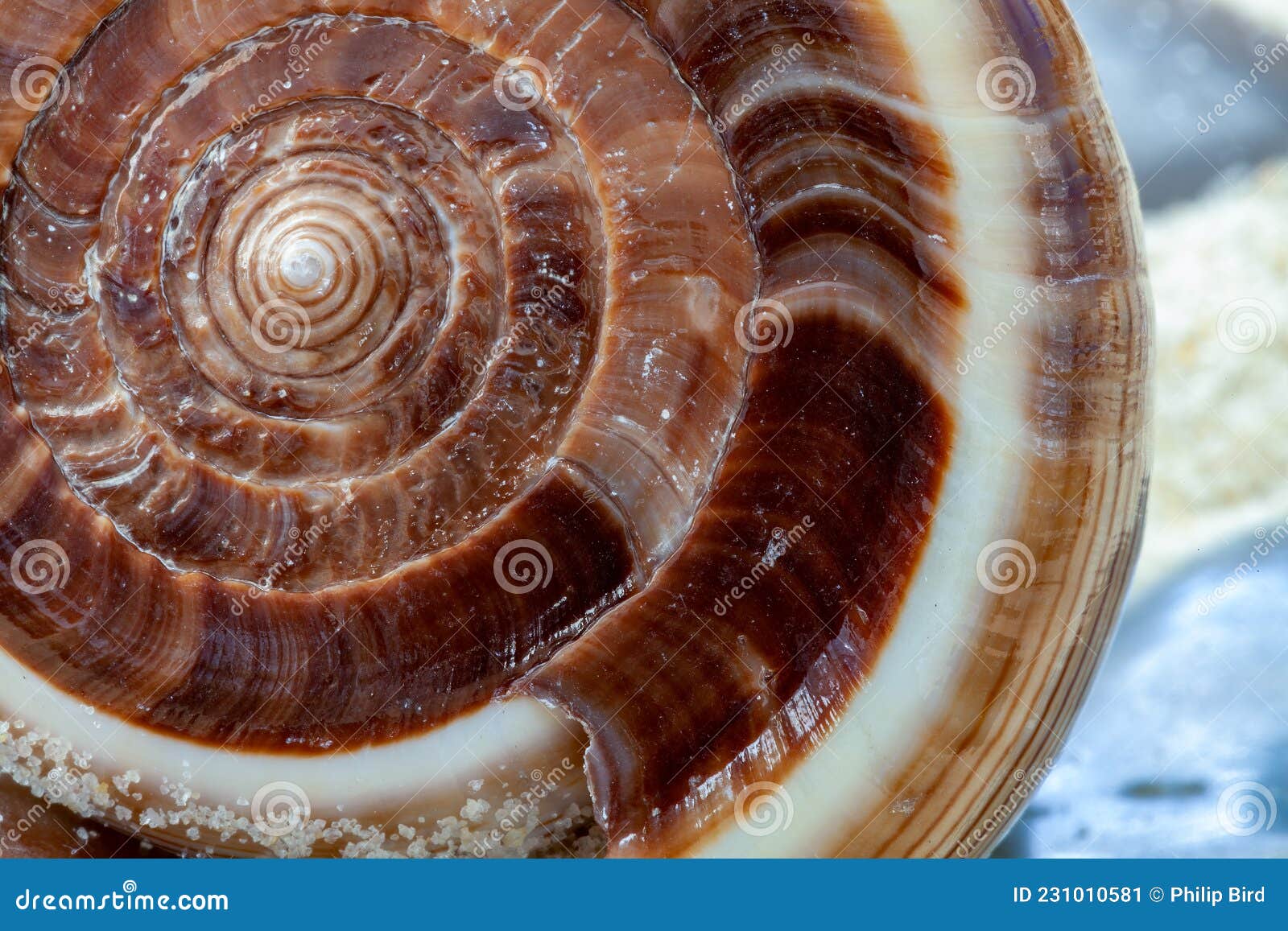 Spiral Construction of a Cone Shaped Shell Stock Image - Image of cone ...