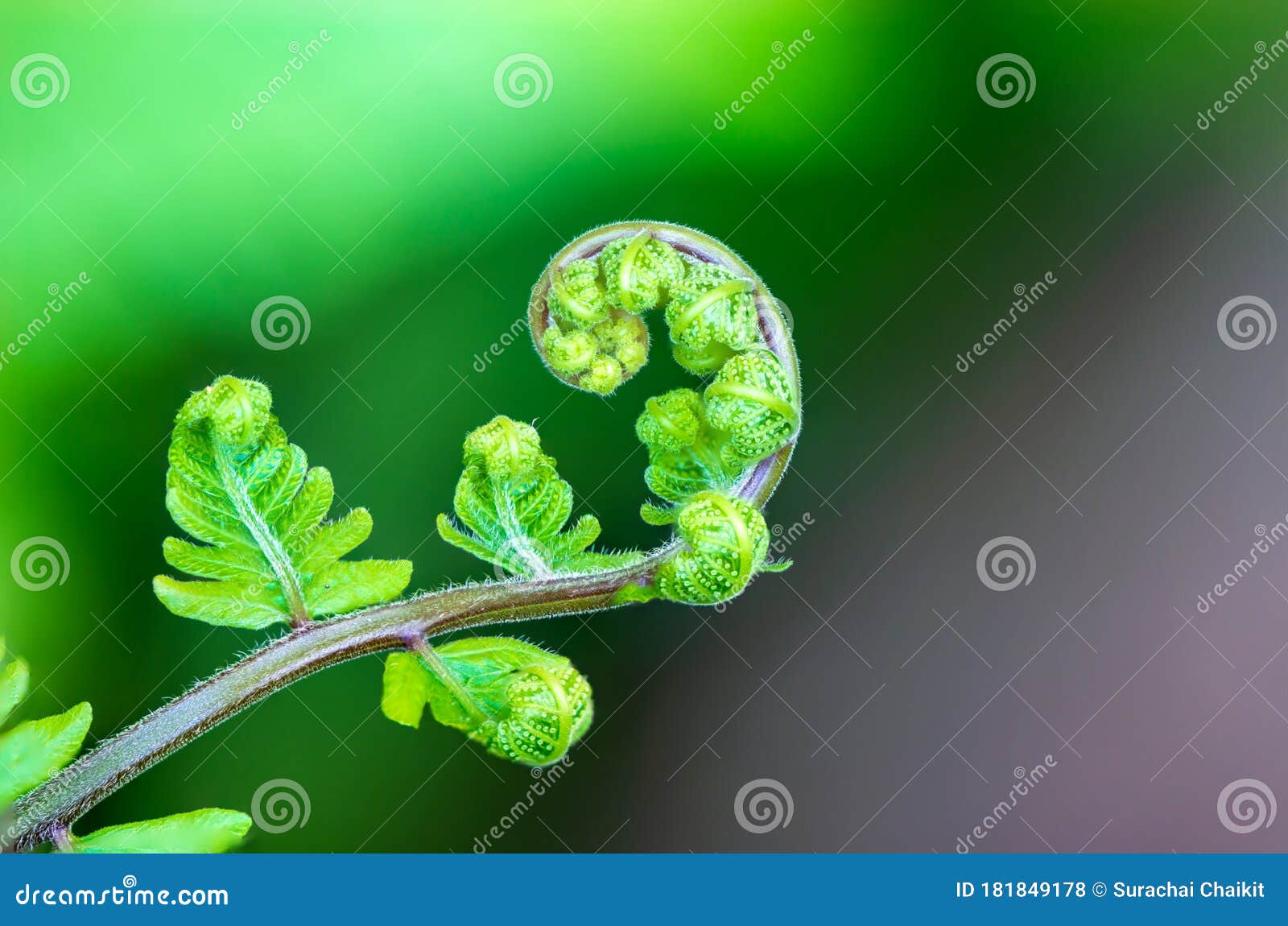 Close Up the Spiral of Leaves Stock Photo - Image of abstract, banana ...