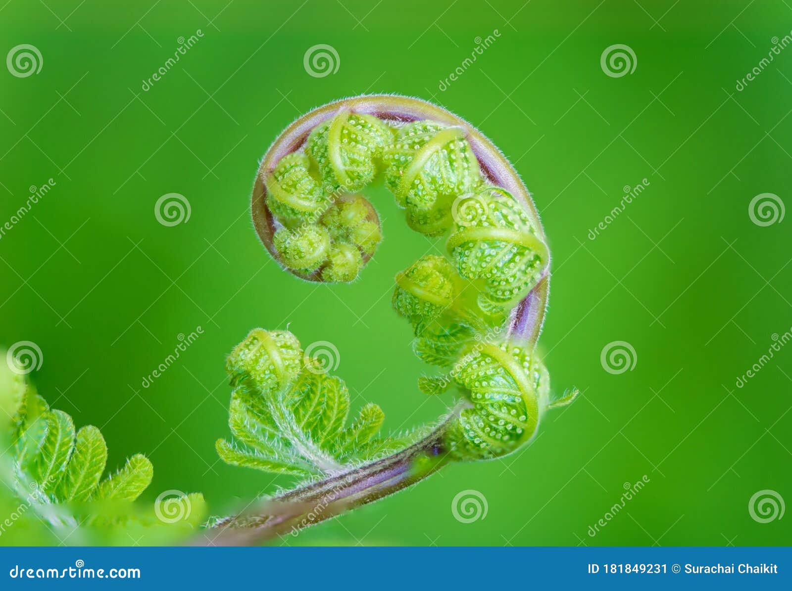 Close Up the Spiral of Leaves Stock Image - Image of nature, detail ...