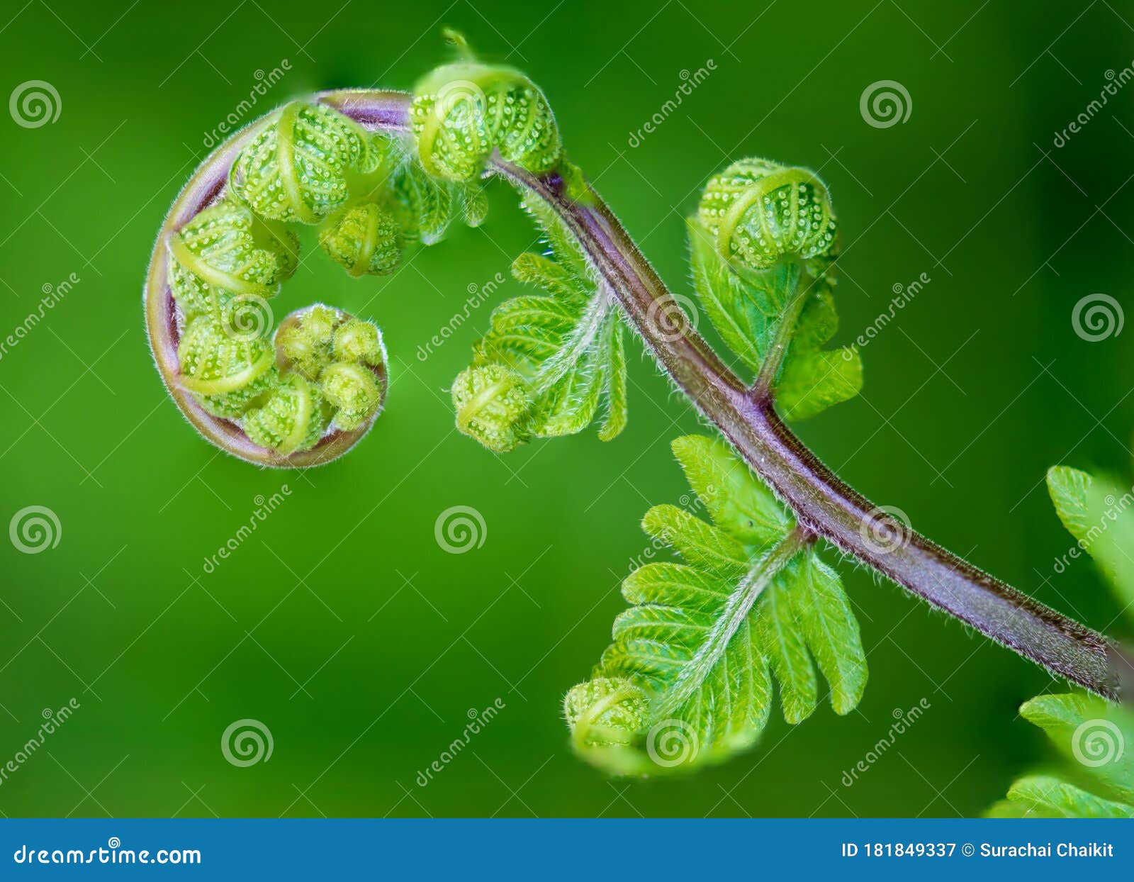 Close Up the Spiral of Leaves Stock Image - Image of leaf, plant: 181849337