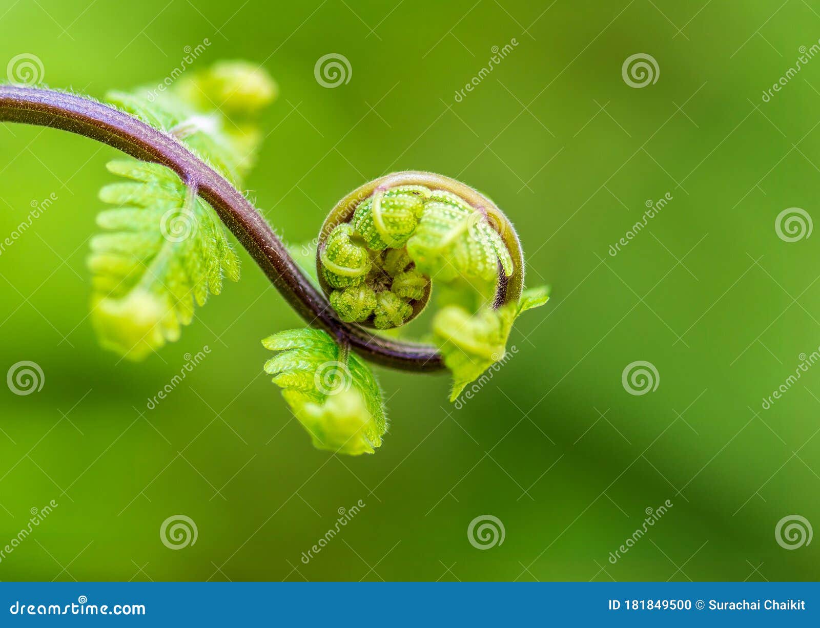 Close Up the Spiral of Leaves Stock Photo - Image of ratio, concept ...