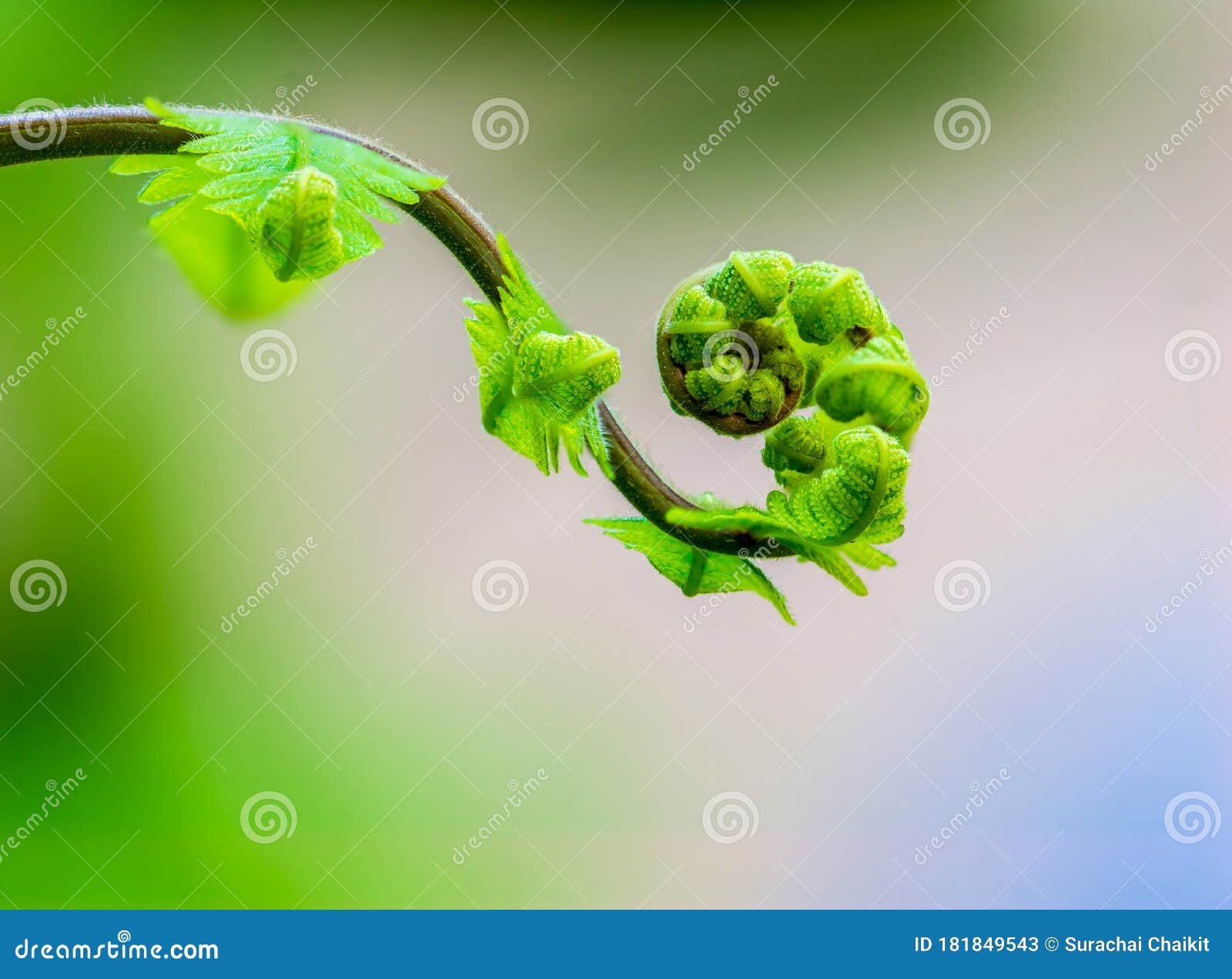 Close Up the Spiral of Leaves Stock Image - Image of plant, environment ...