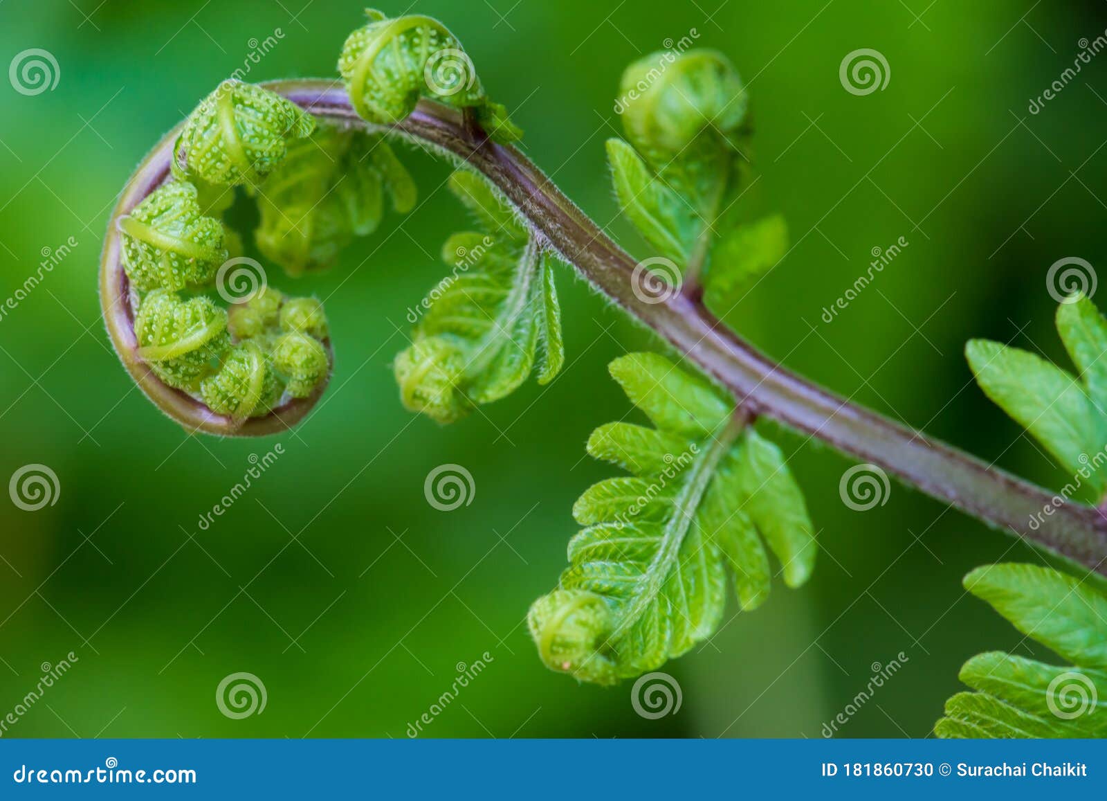 Close Up the Spiral of Leaves Stock Photo - Image of golden, green ...