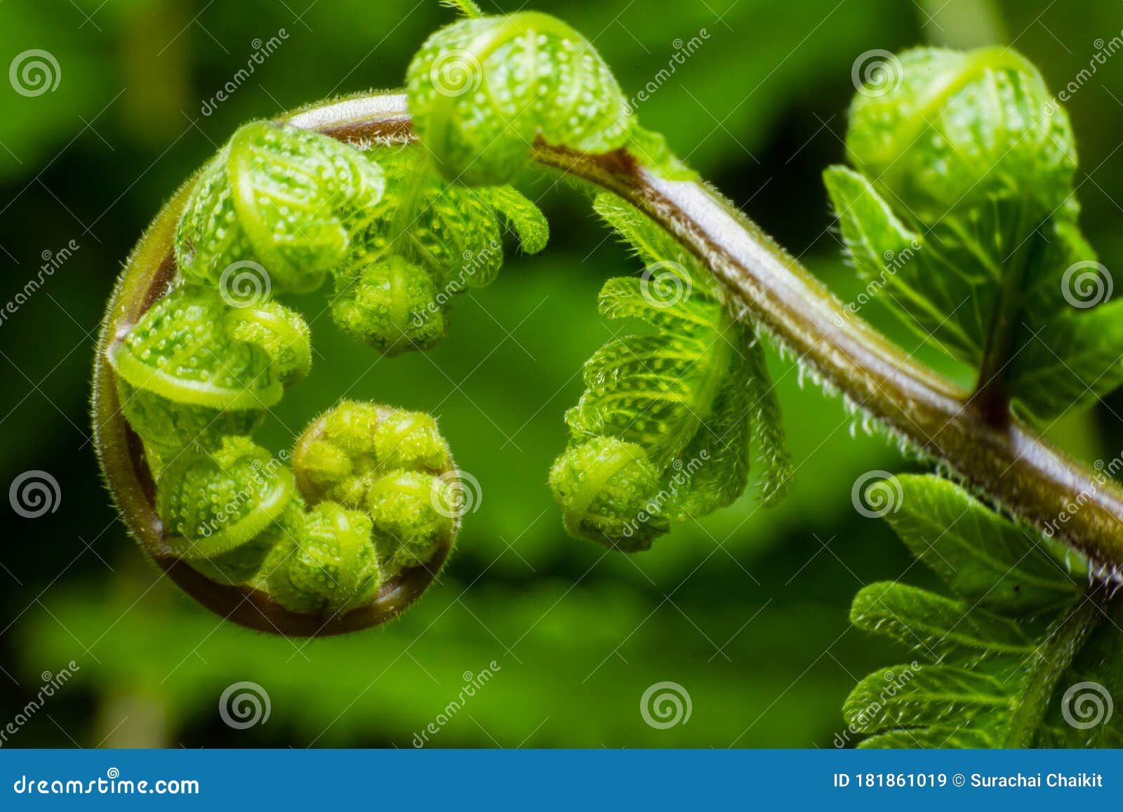 Close Up the Spiral of Leaves Stock Image - Image of beautiful ...