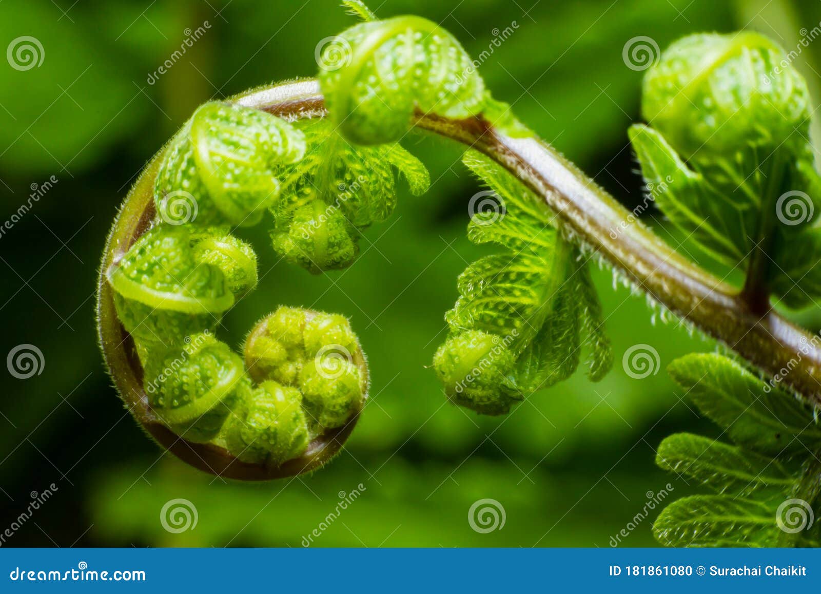 Close Up the Spiral of Leaves Stock Photo - Image of golden, plant ...