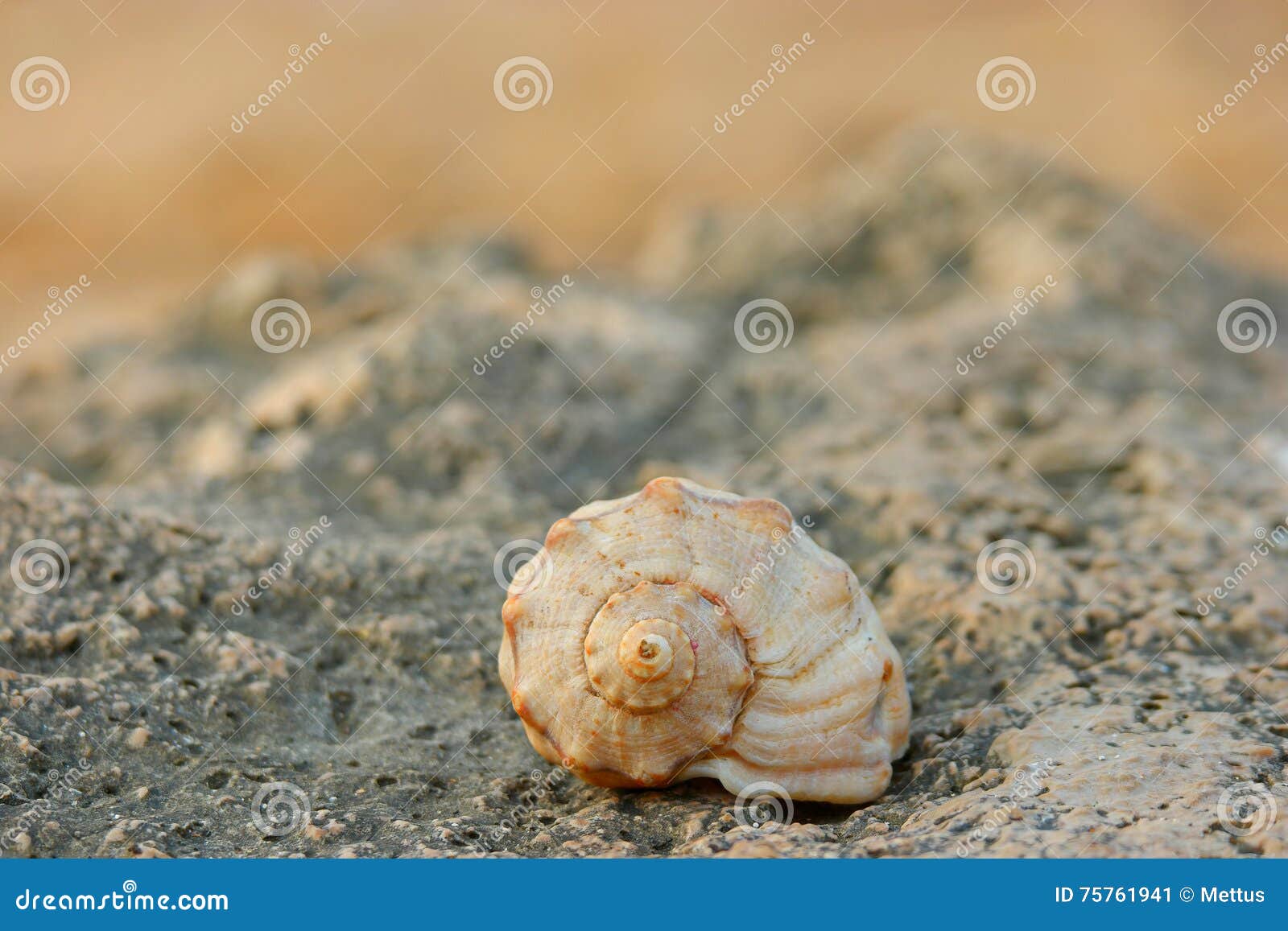 Close-up of Spiral Sea Shell on the Coast Rock Stock Image - Image of ...