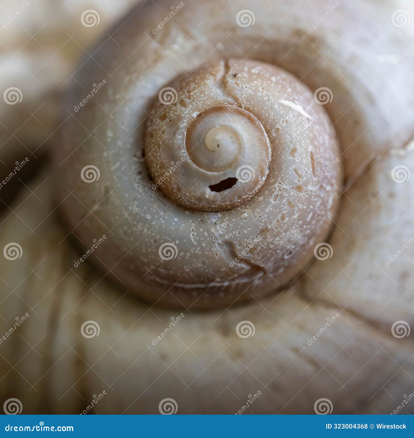 Close-up of a Spiral Seashell Showcasing Its Intricate Patterns and ...
