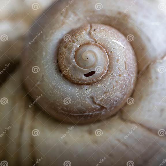 Close-up of a Spiral Seashell Showcasing Its Intricate Patterns and ...