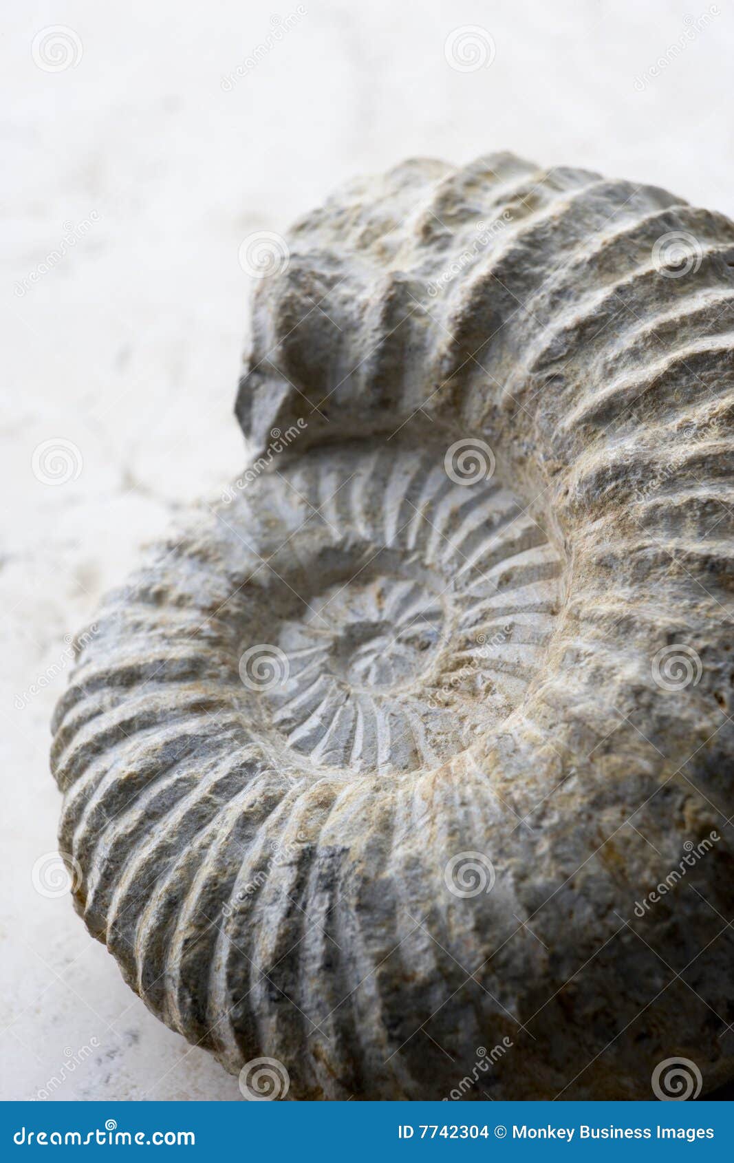 Close Up of Spiral Shaped Seashell Stock Photo - Image of object ...