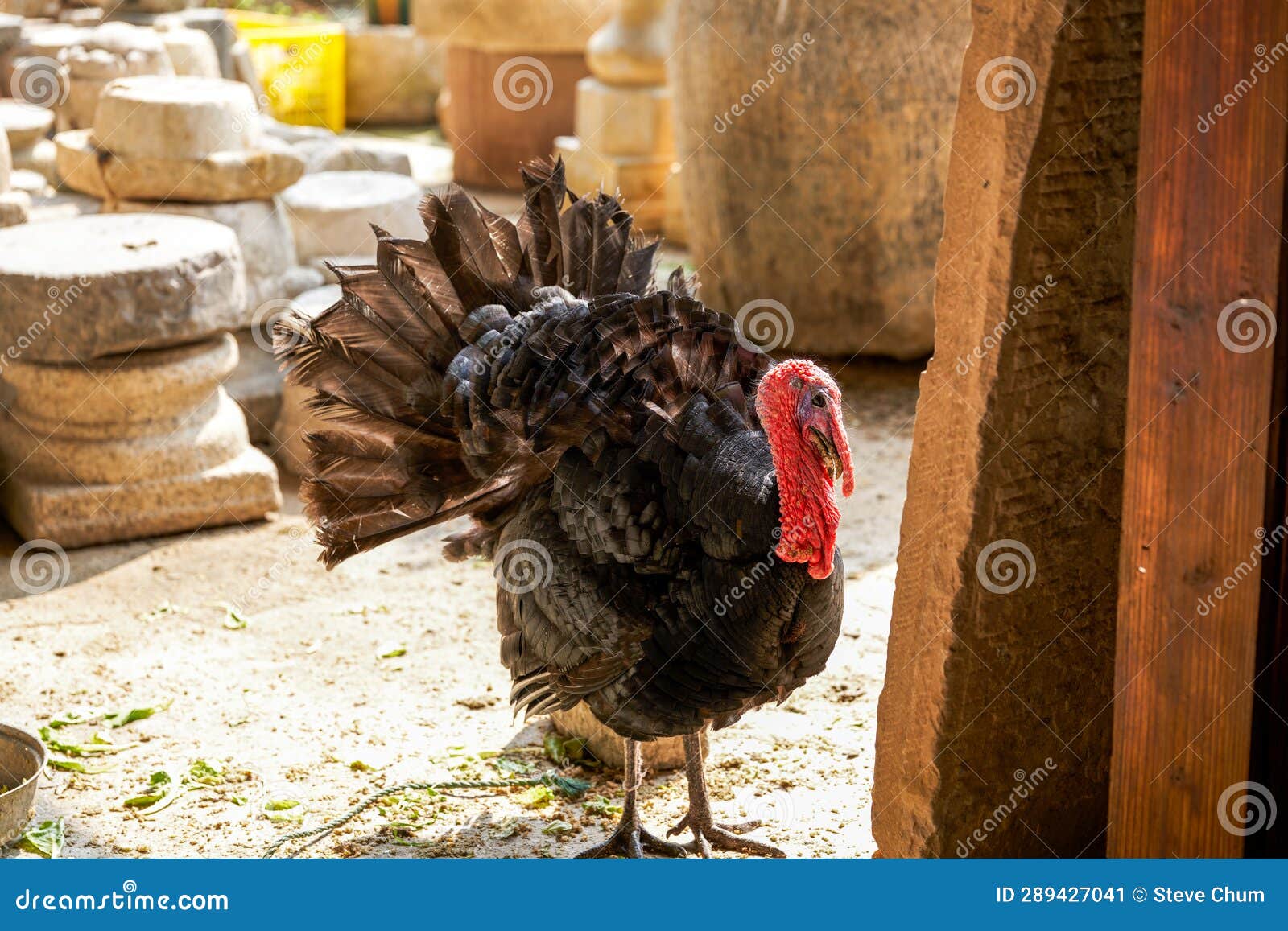 Close-up of a Spirited Giant Turkey Stock Image - Image of black ...