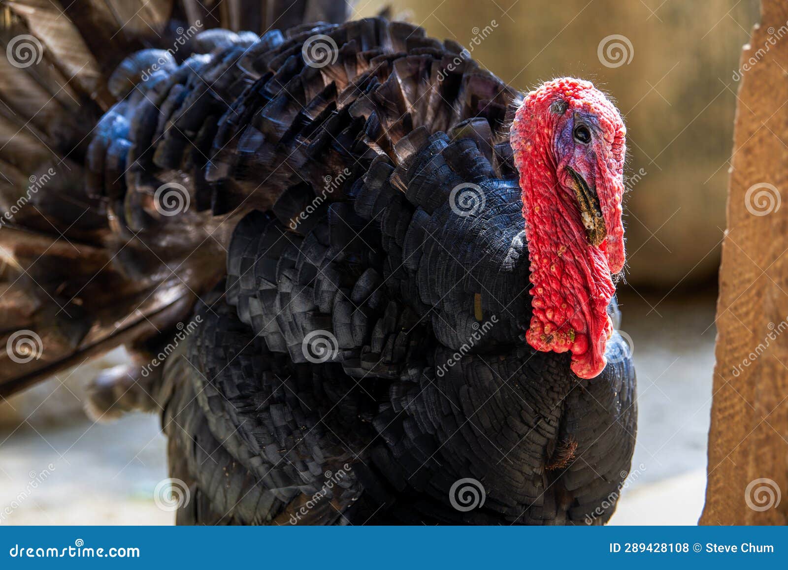 Close-up of a Spirited Giant Turkey Stock Photo - Image of giant, bird ...