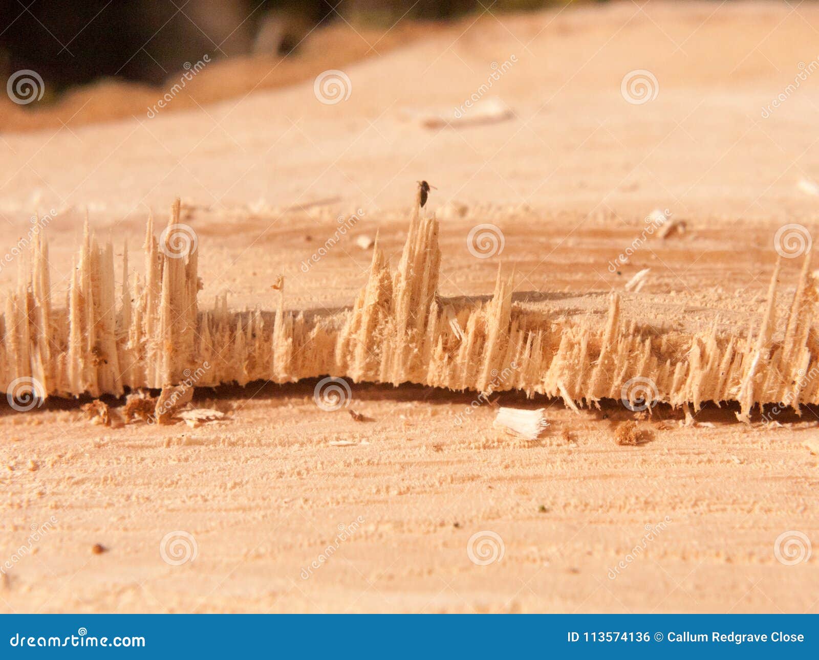 Close Up Split Cut Section of Wood Tree Stump Macro Detail Sharp Stock ...