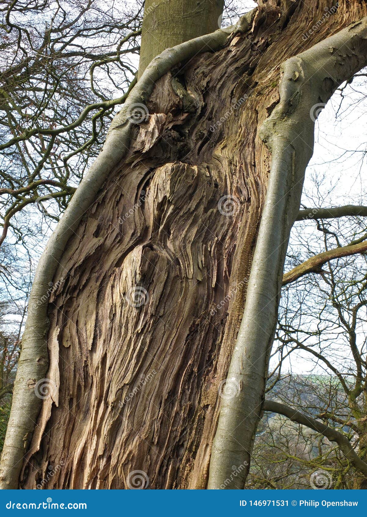 A Close Up of a Split Living Tree Trunk with Exposed Textured Wood with ...